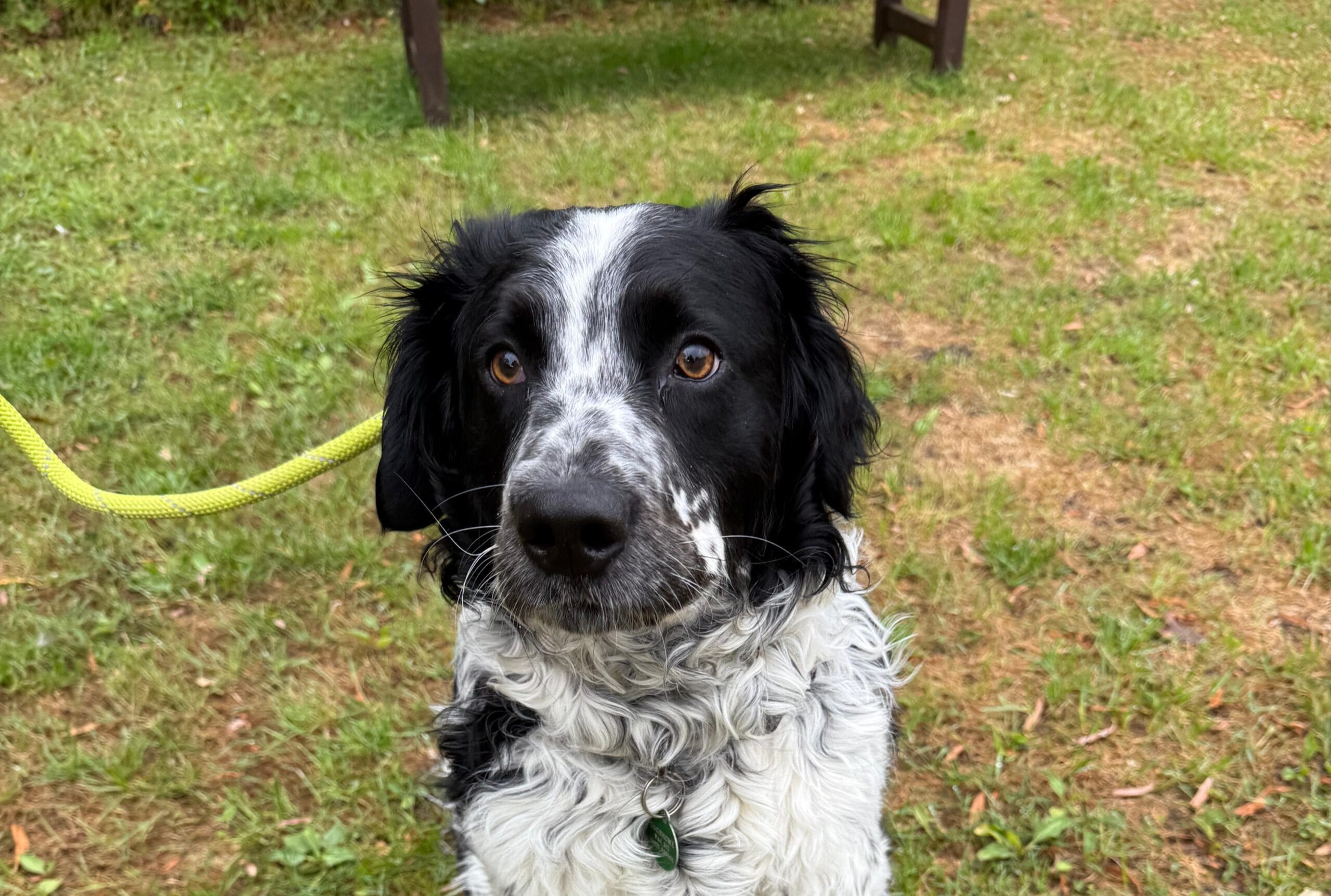 Marley - Manchester & Cheshire Dogs Home