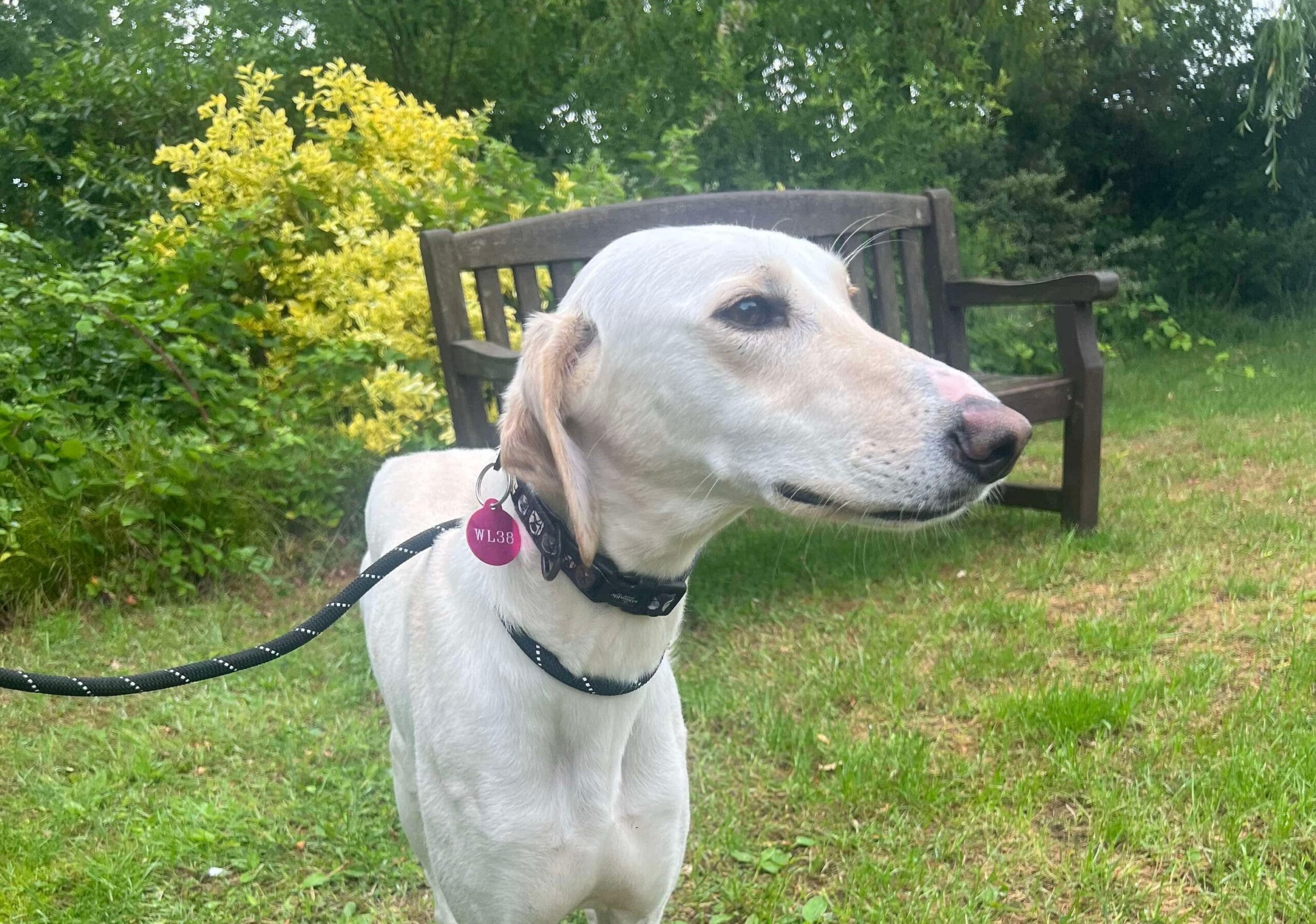 Harold - Manchester & Cheshire Dogs Home