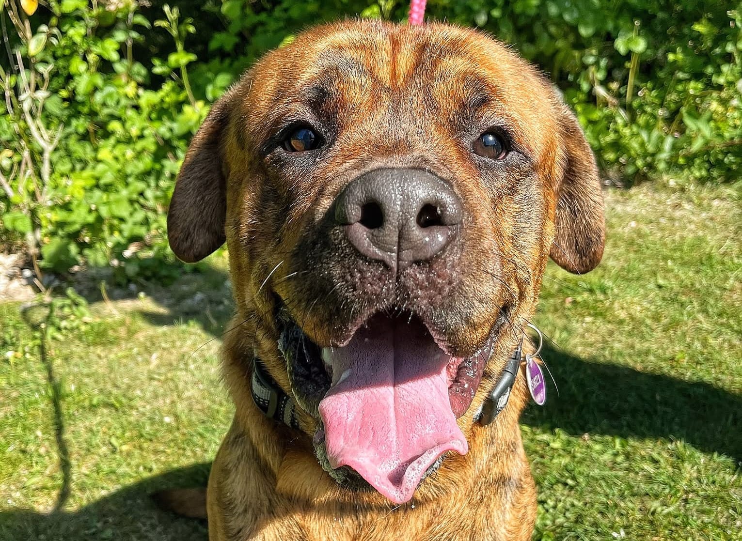 Marlon - Manchester & Cheshire Dogs Home