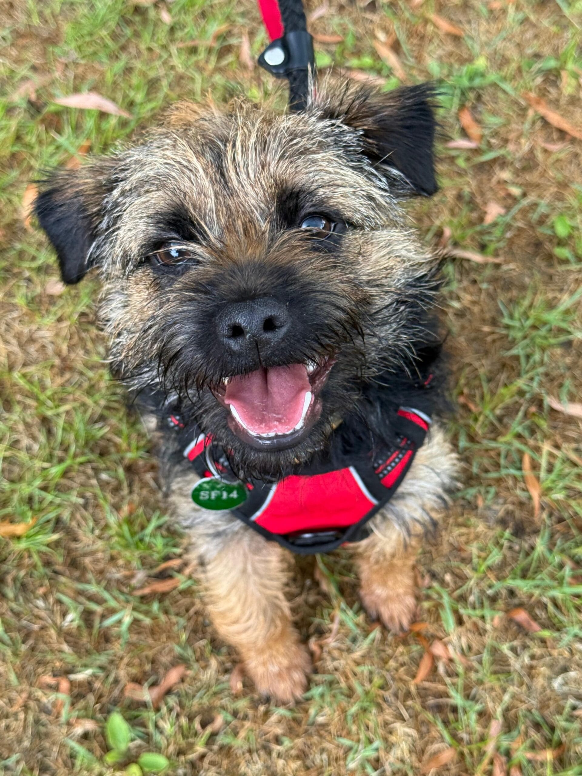 Daisy - Manchester & Cheshire Dogs Home