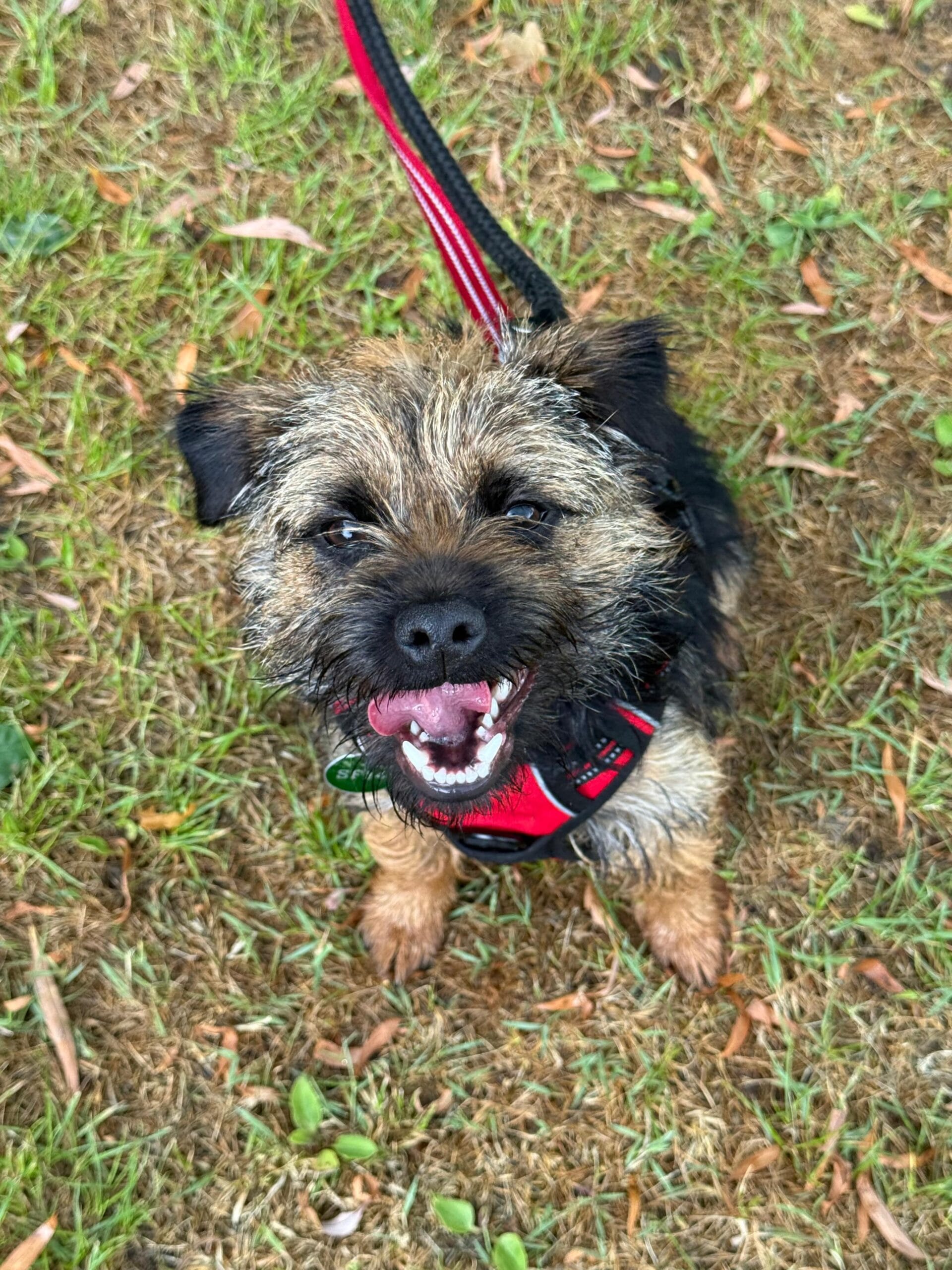 Daisy - Manchester & Cheshire Dogs Home