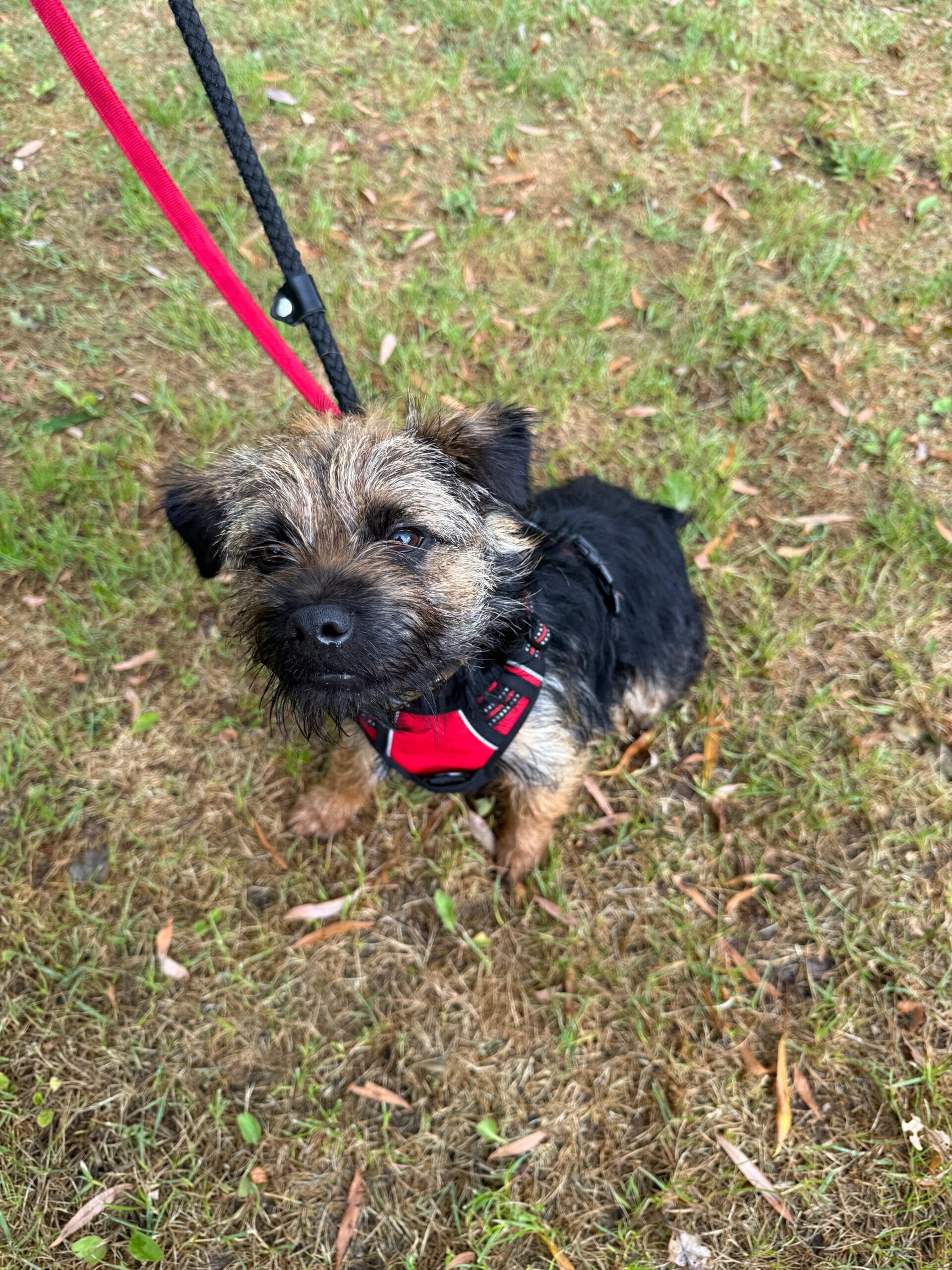 Daisy - Manchester & Cheshire Dogs Home