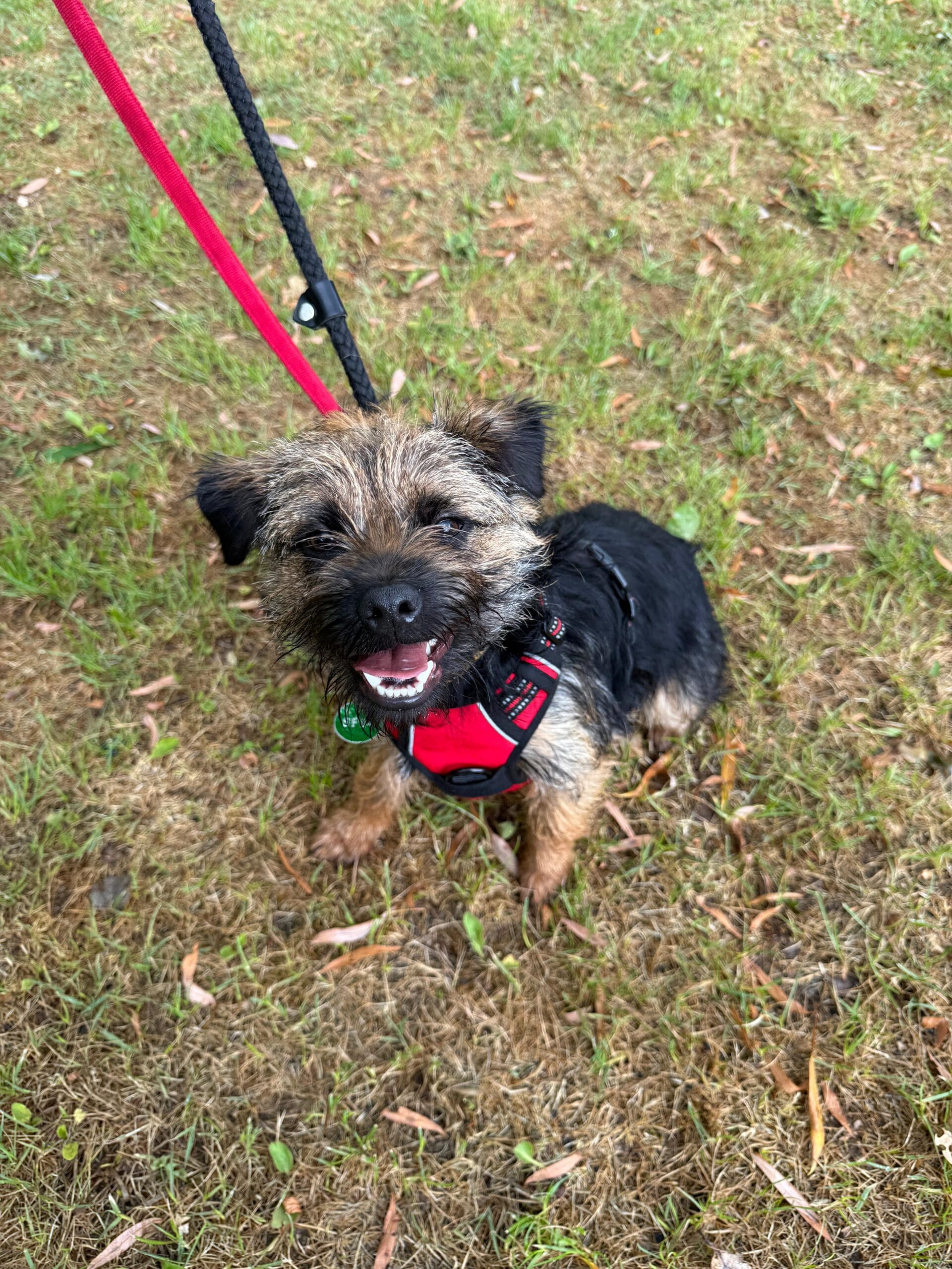 Daisy - Manchester & Cheshire Dogs Home