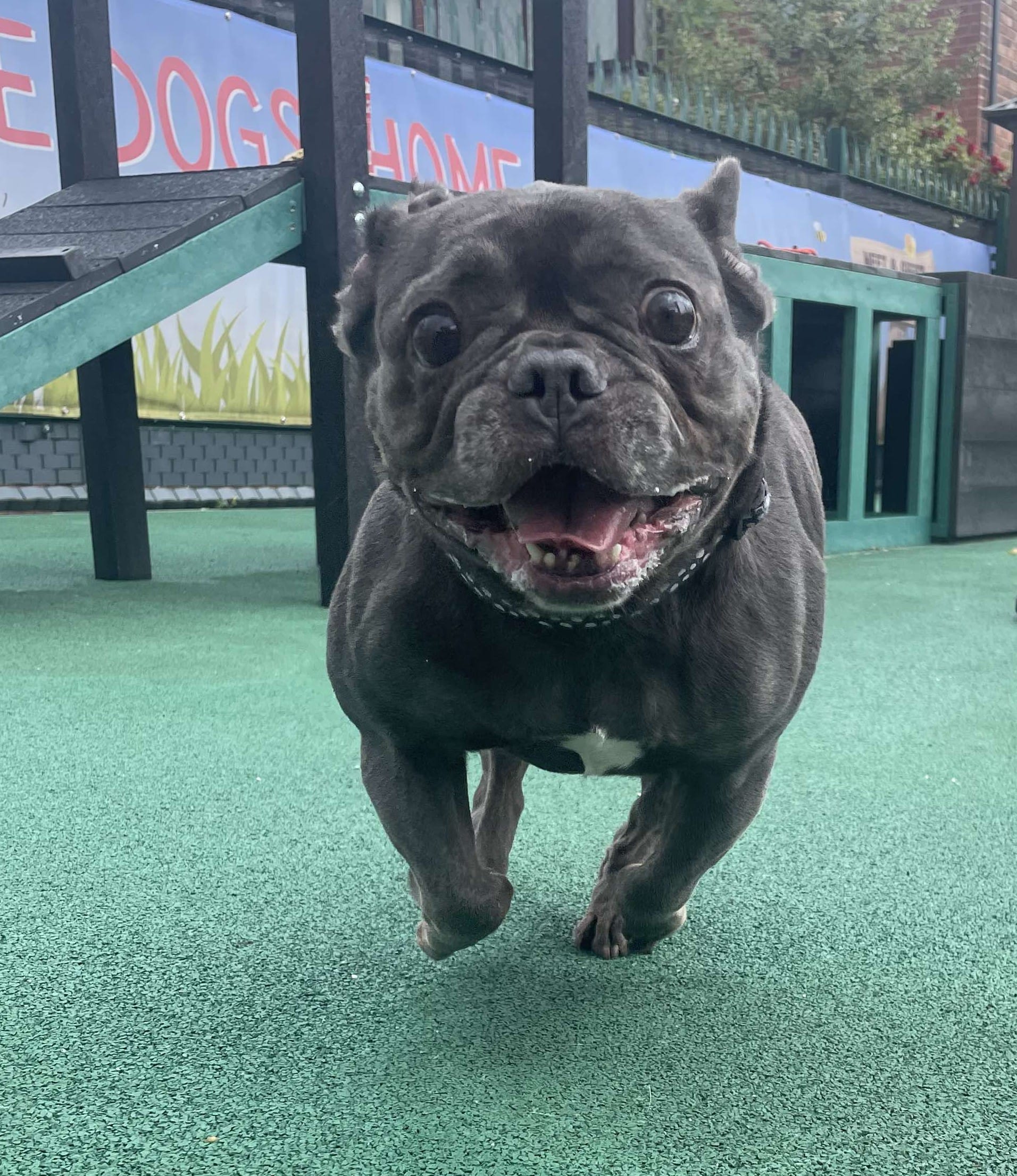 Darcy - Manchester & Cheshire Dogs Home
