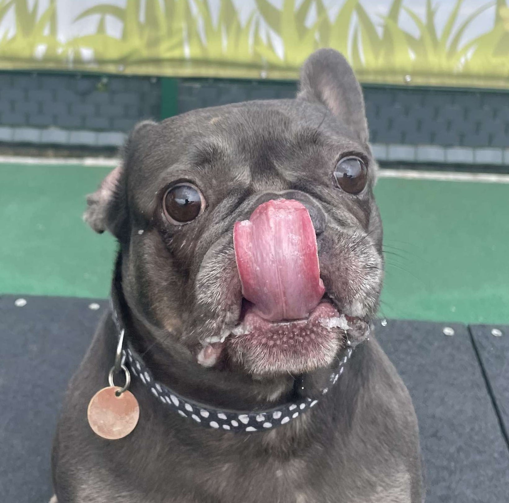 Darcy - Manchester & Cheshire Dogs Home