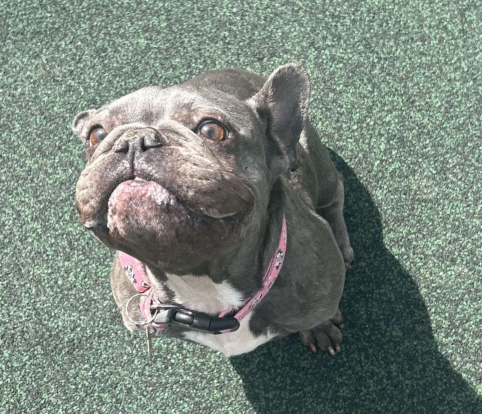 Roxy - Manchester & Cheshire Dogs Home