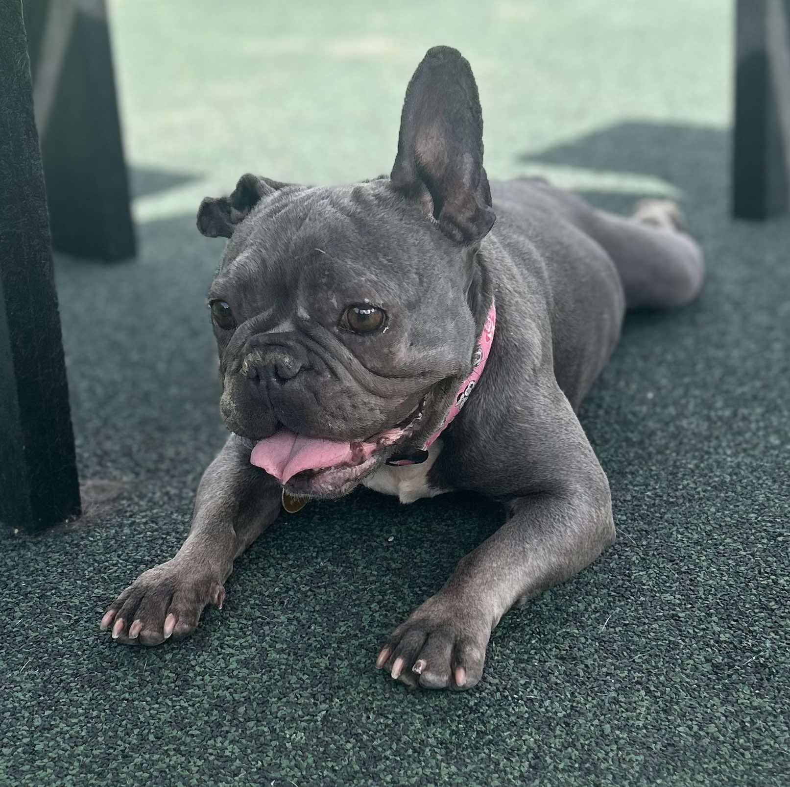 Roxy - Manchester & Cheshire Dogs Home