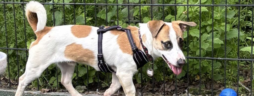 Ryder - Manchester & Cheshire Dogs Home