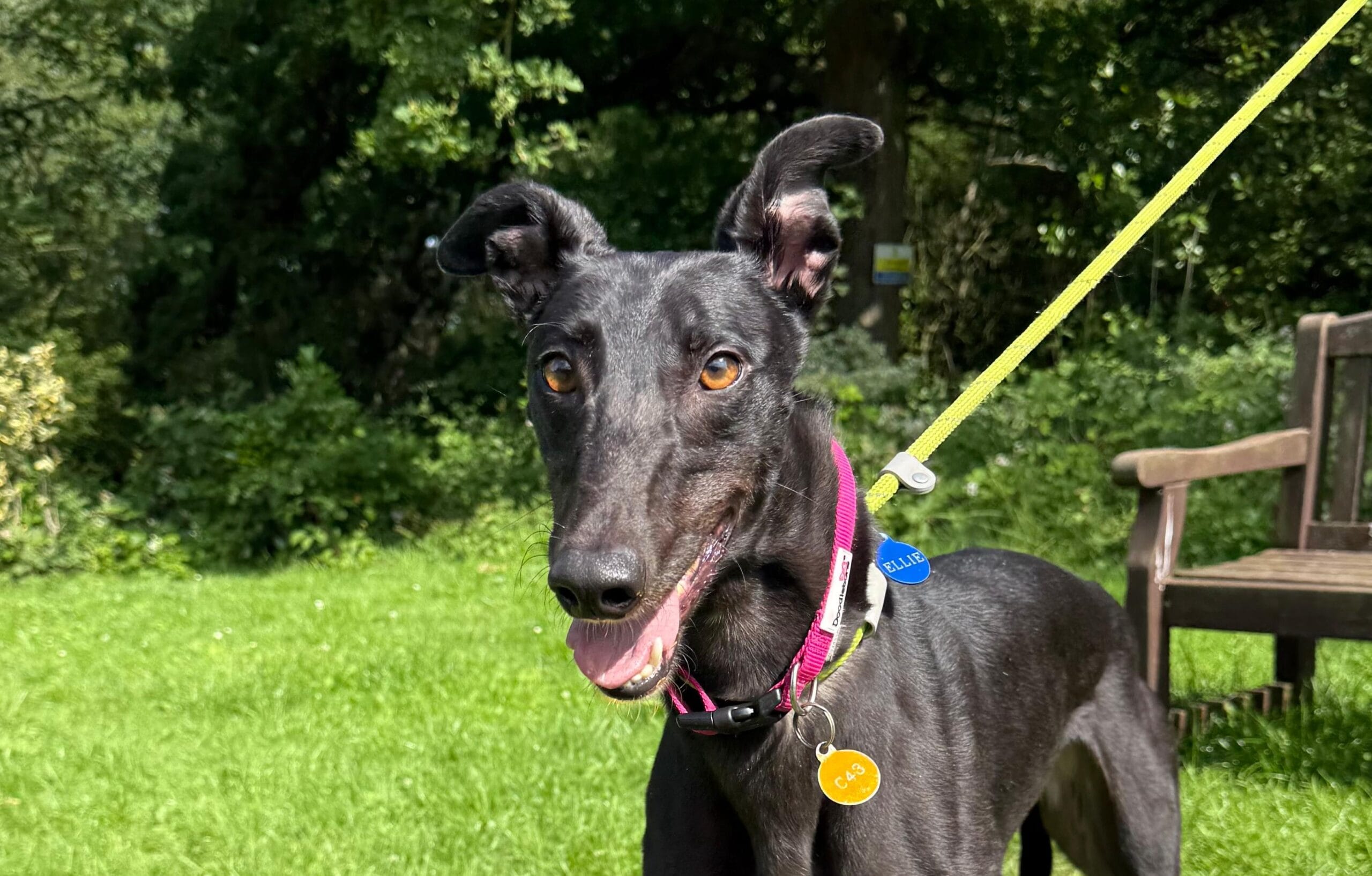 Lynsey - Manchester & Cheshire Dogs Home