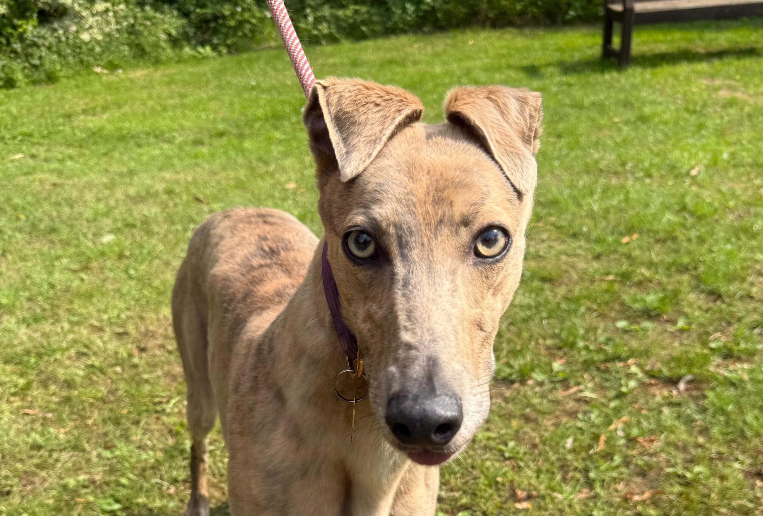 Queenie - Manchester & Cheshire Dogs Home