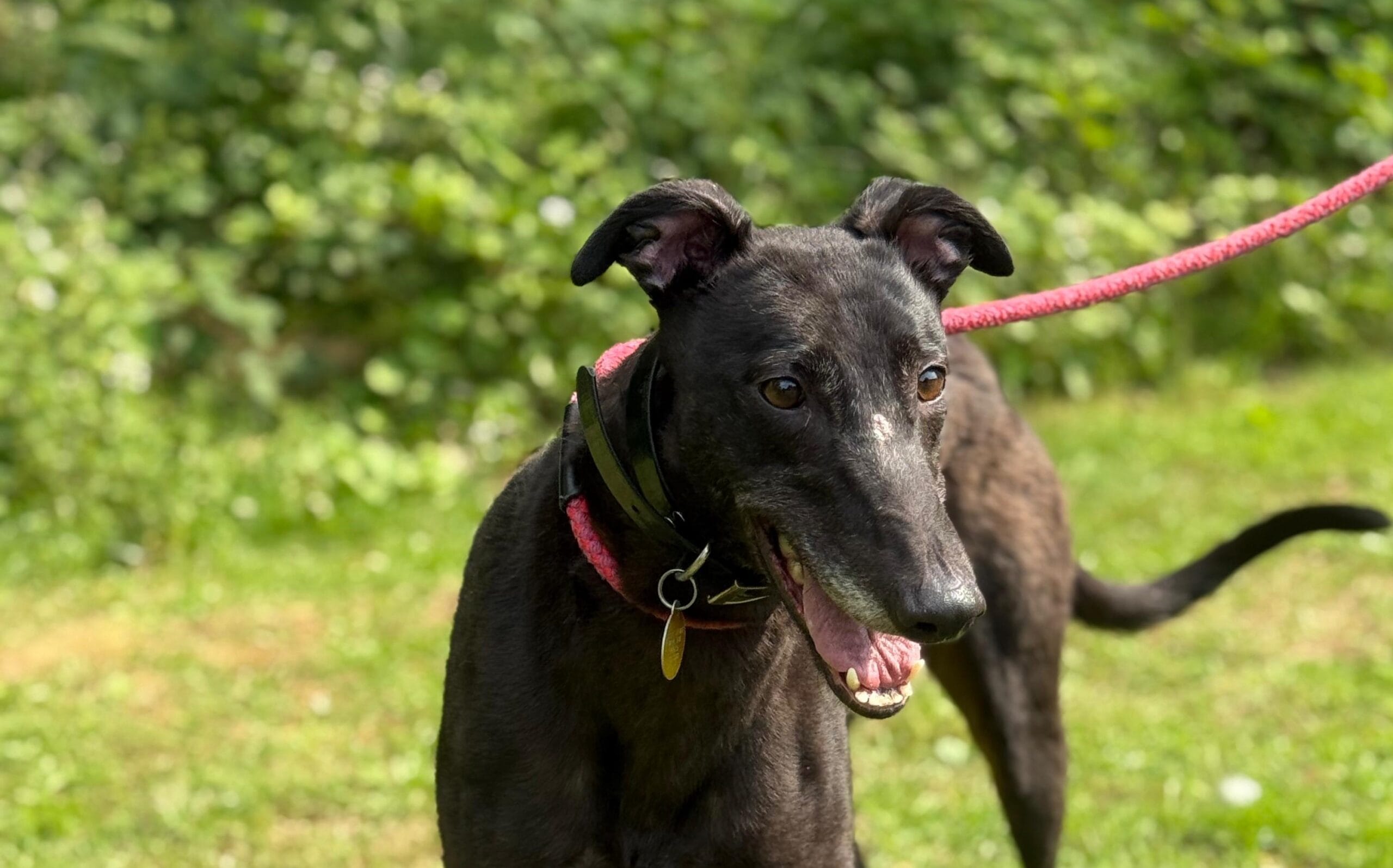 Dara - Manchester & Cheshire Dogs Home