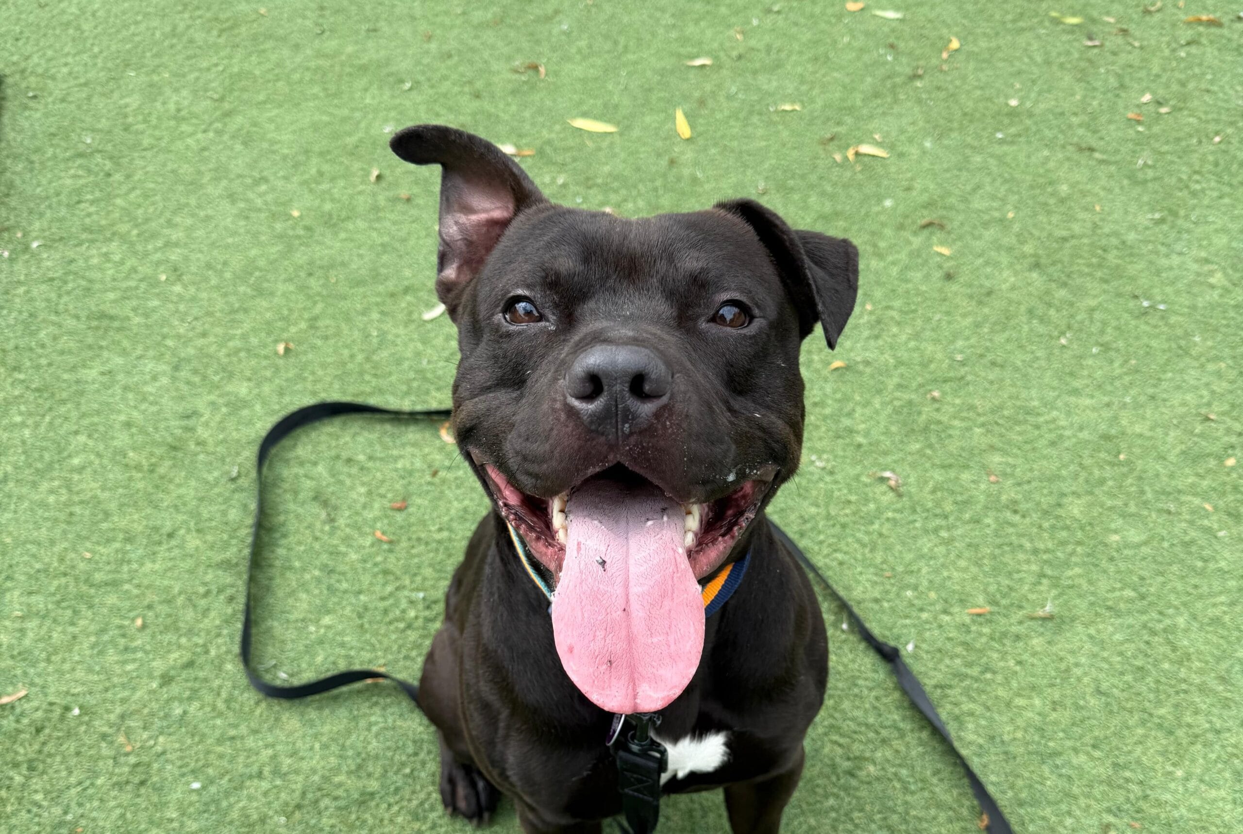 Wagner - Manchester & Cheshire Dogs Home