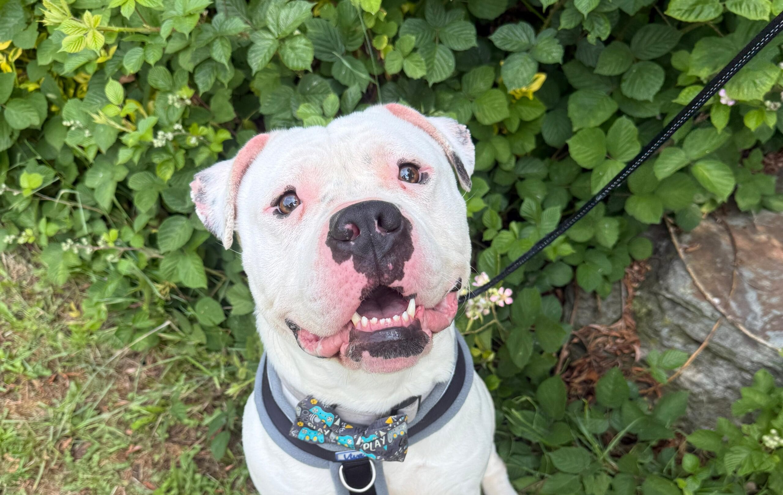 Bam - Manchester & Cheshire Dogs Home
