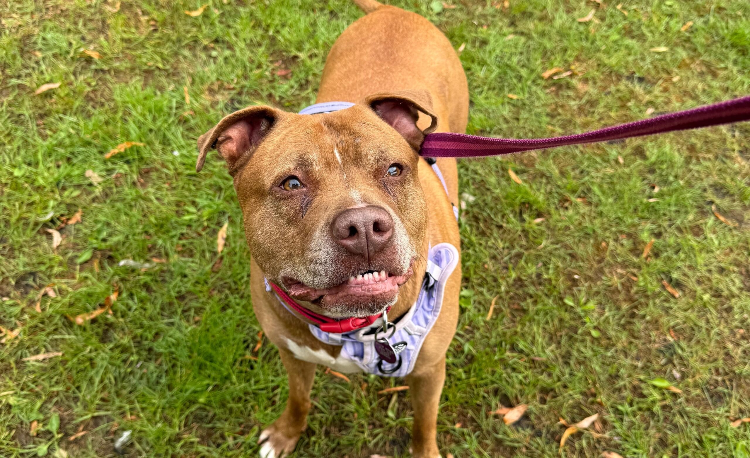 Eleanor - Manchester & Cheshire Dogs Home