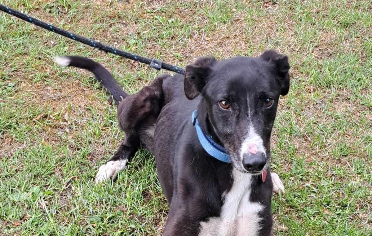Edward - Manchester & Cheshire Dogs Home