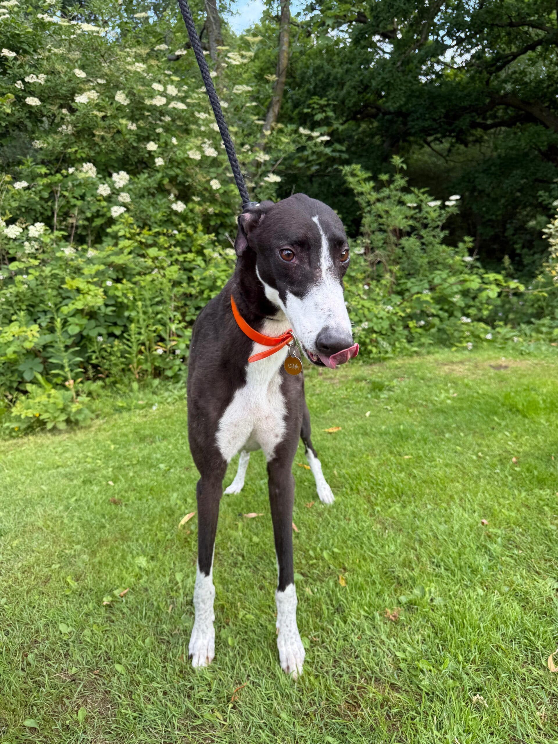 Connor - Manchester & Cheshire Dogs Home