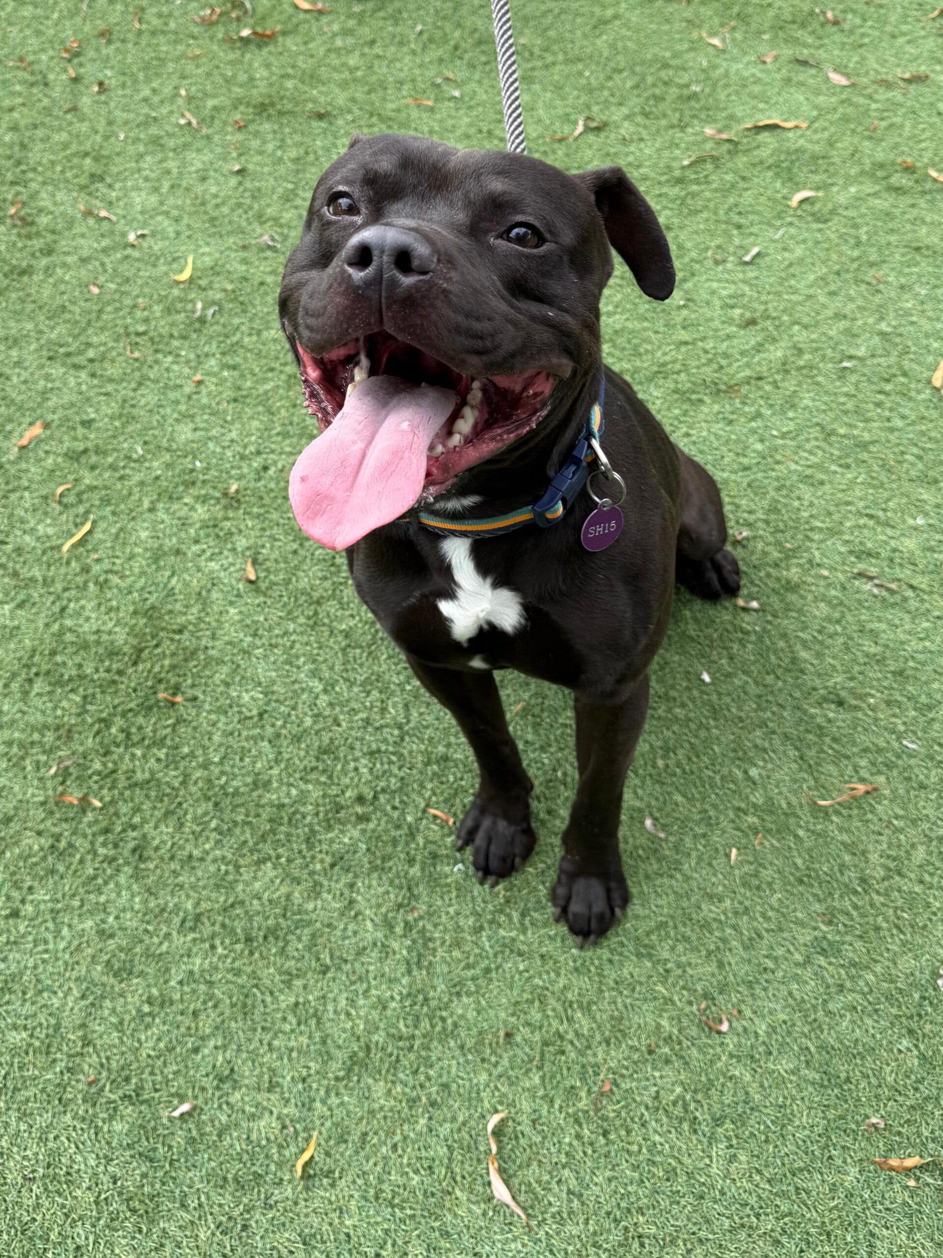 Wagner - Manchester & Cheshire Dogs Home