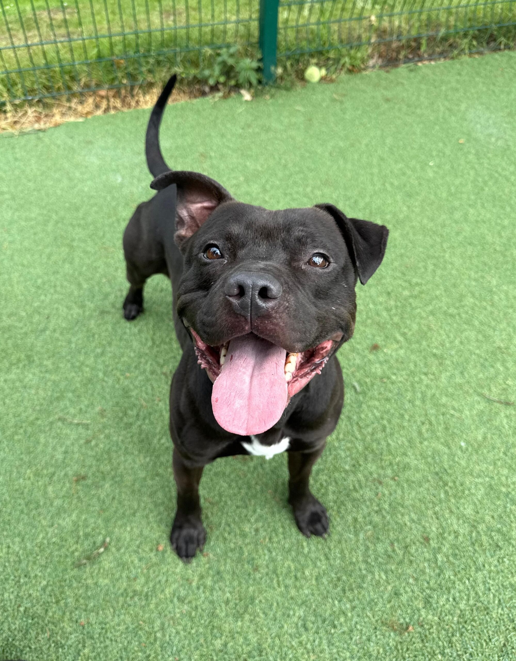 Wagner - Manchester & Cheshire Dogs Home