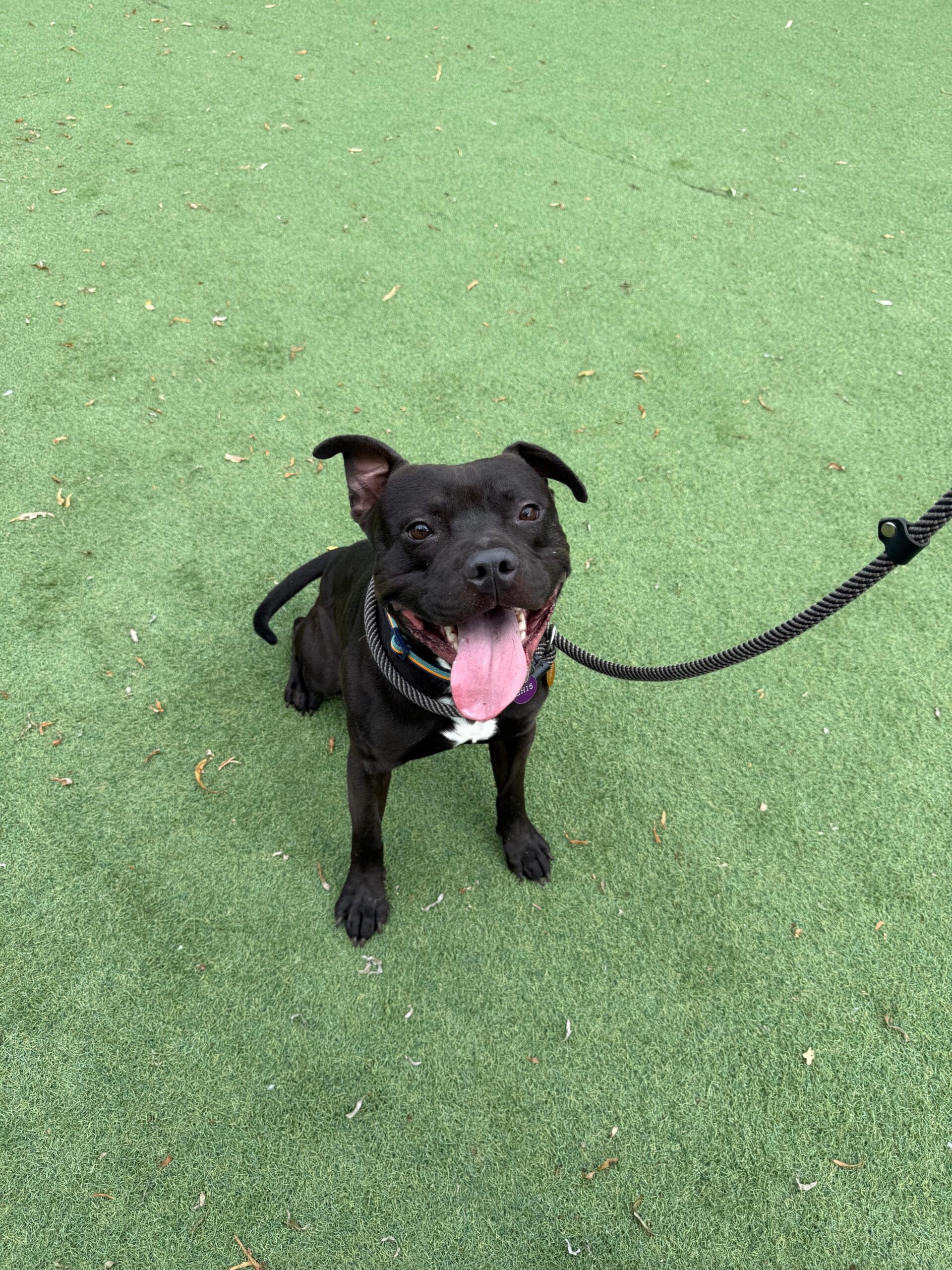 Wagner - Manchester & Cheshire Dogs Home