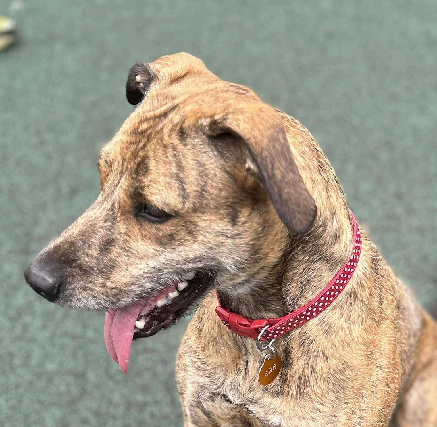 Flax - Manchester & Cheshire Dogs Home