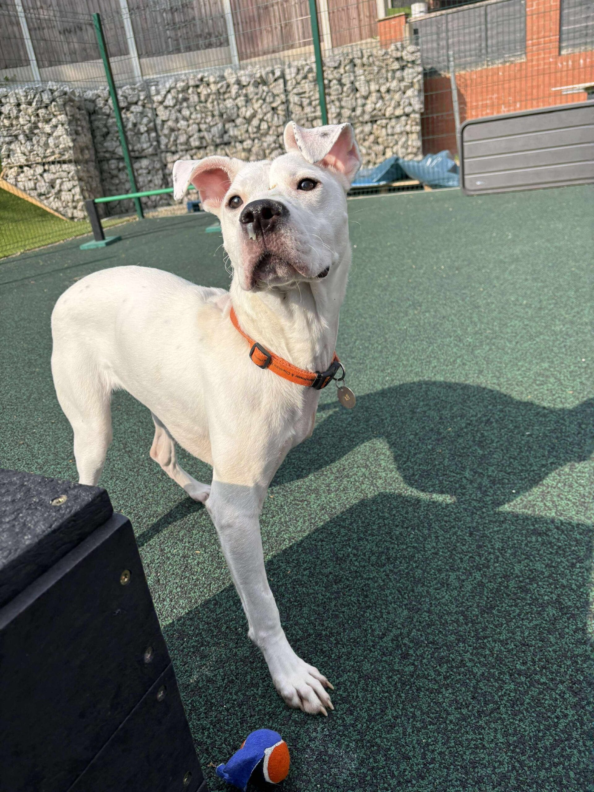 Hattie - Manchester & Cheshire Dogs Home