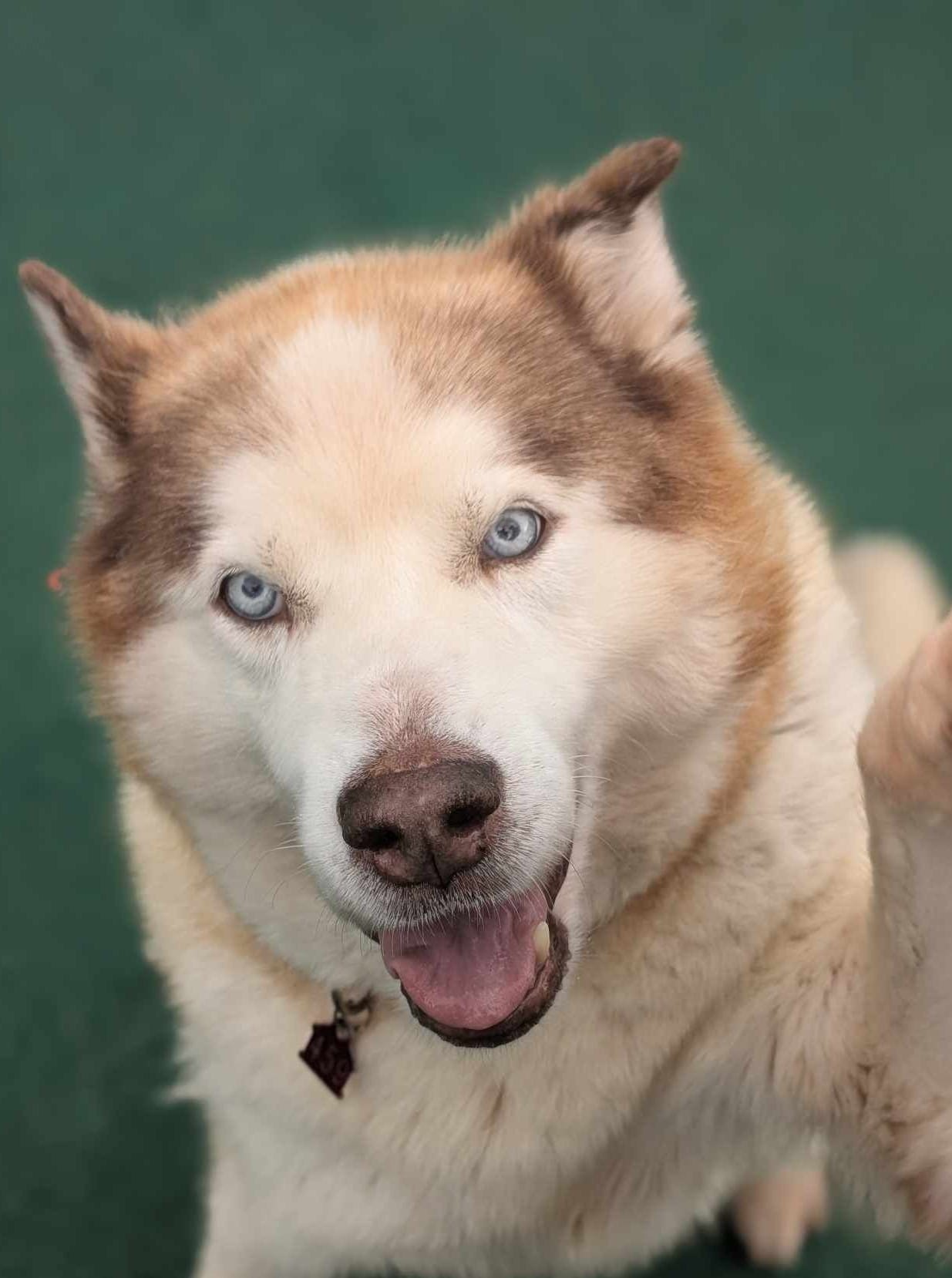 Meesha - Manchester & Cheshire Dogs Home