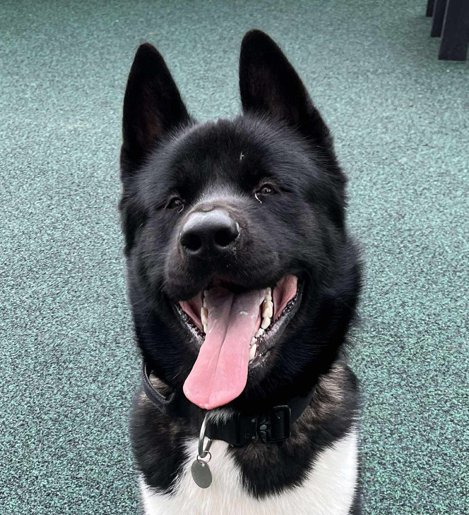 Rick - Manchester & Cheshire Dogs Home