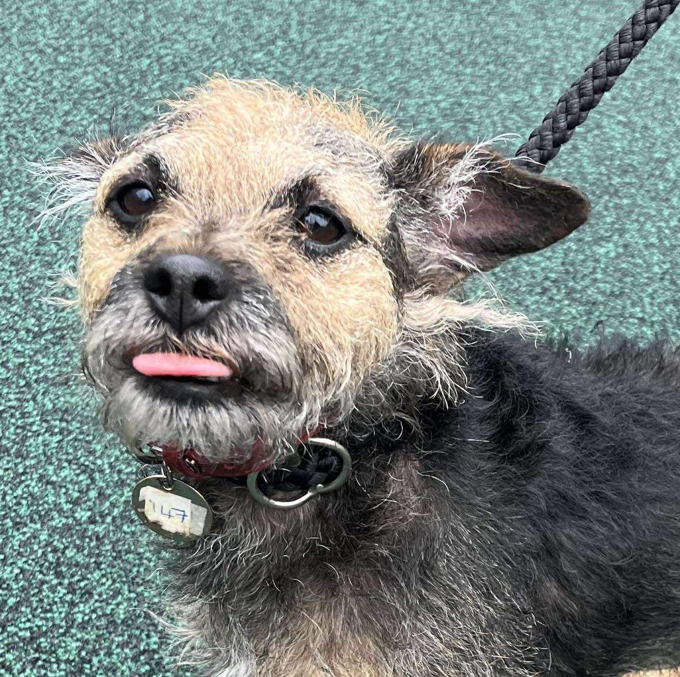 Roxie - Manchester & Cheshire Dogs Home