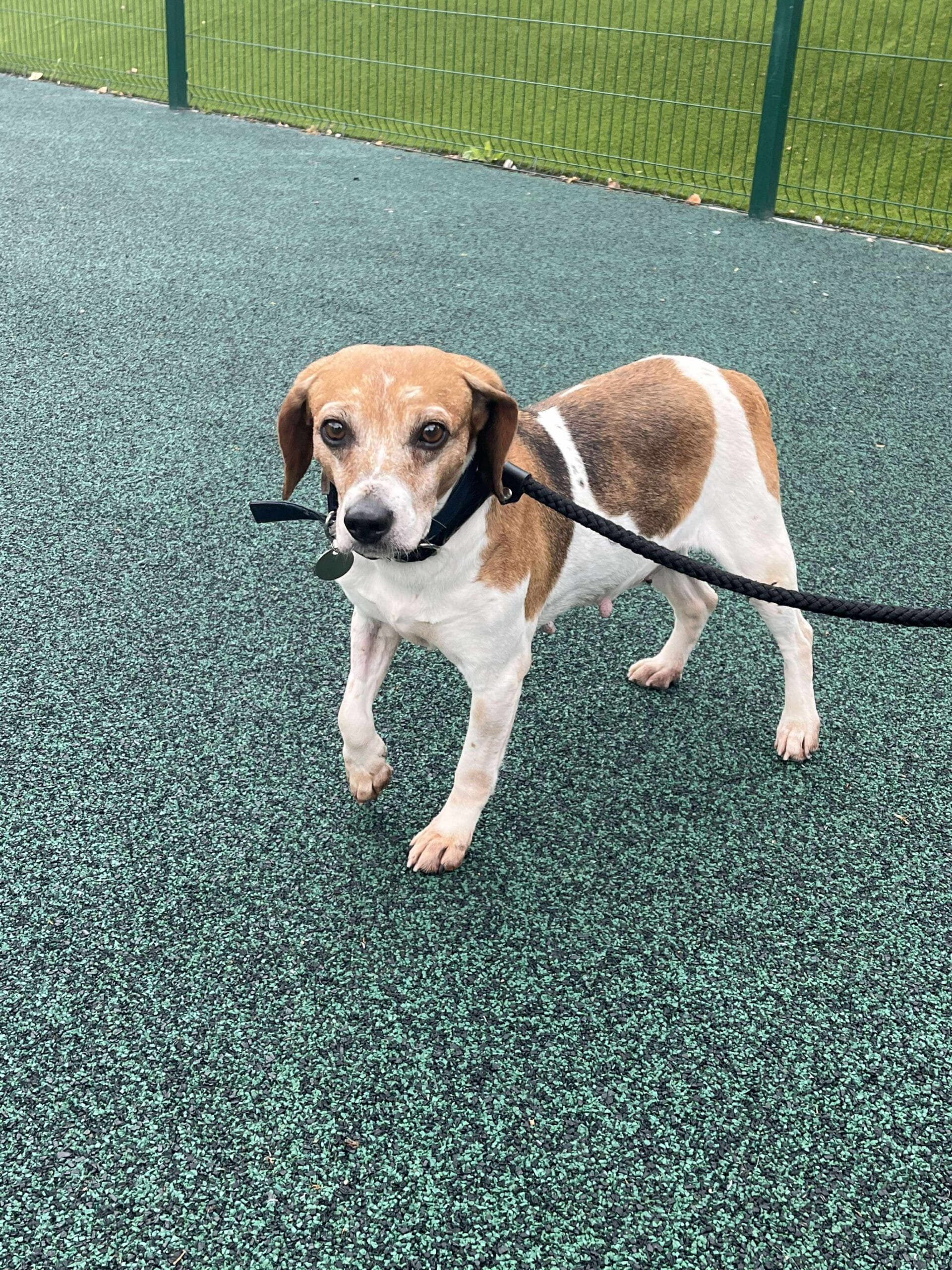 welcome - Manchester & Cheshire Dogs Home