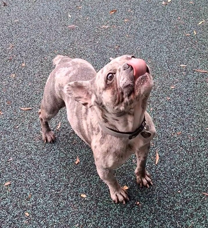 Zuma - Manchester & Cheshire Dogs Home