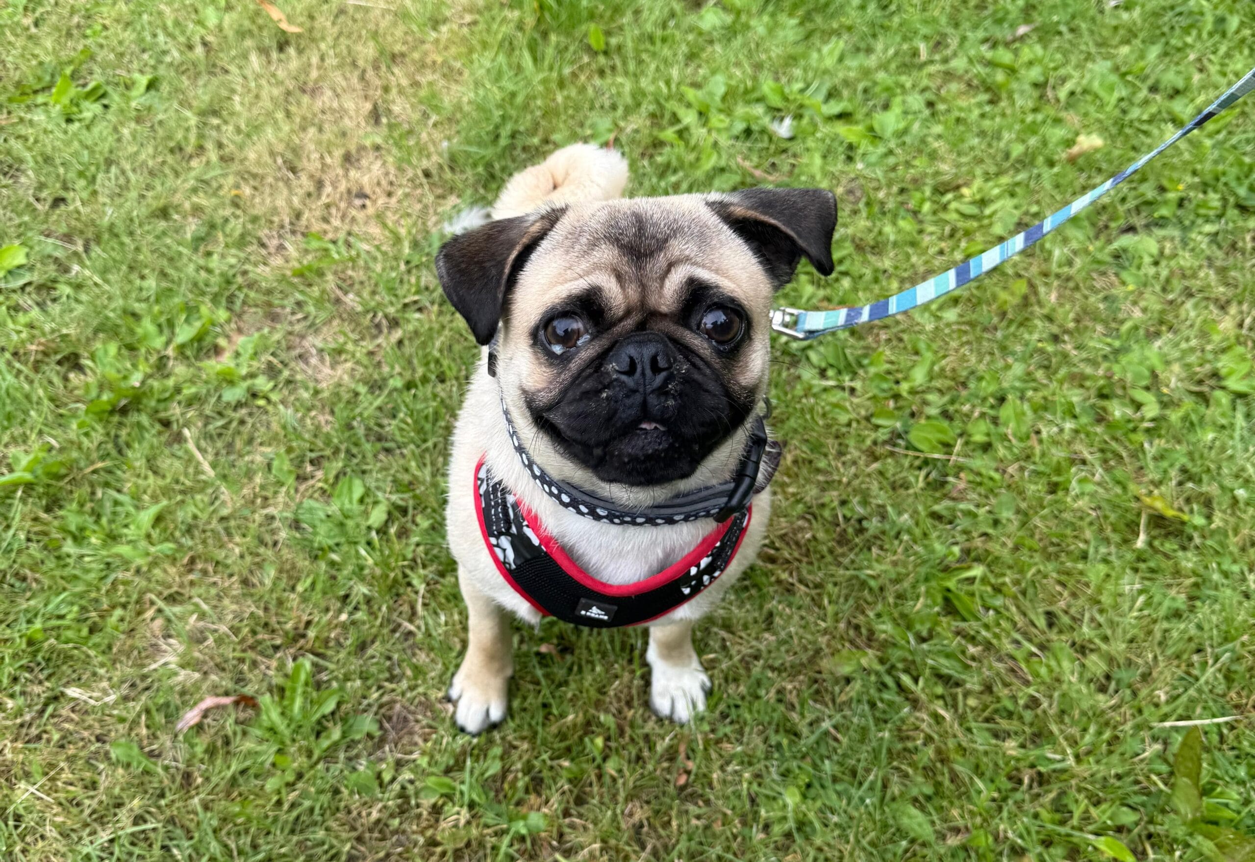 Doug - Manchester & Cheshire Dogs Home