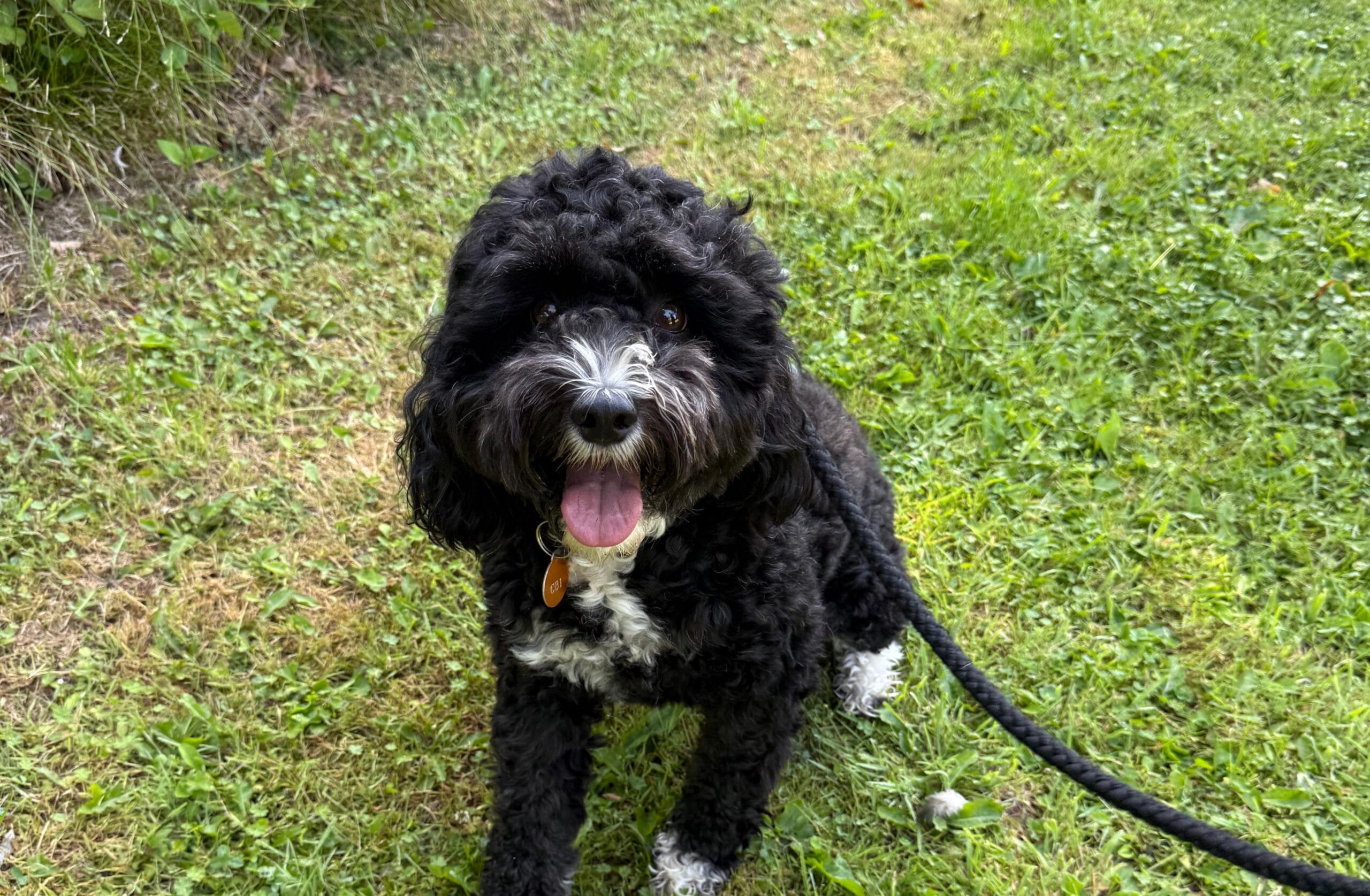 Daisy - Manchester & Cheshire Dogs Home