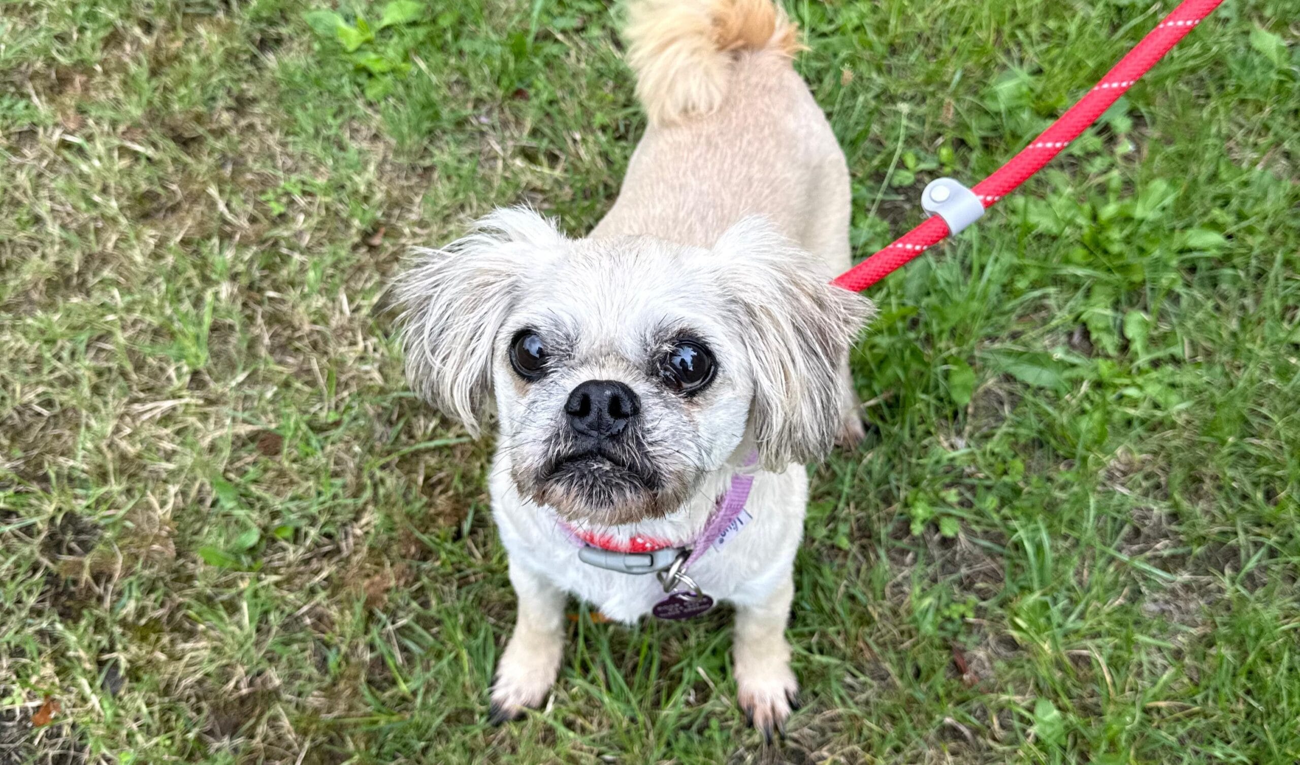 Molly - Manchester & Cheshire Dogs Home