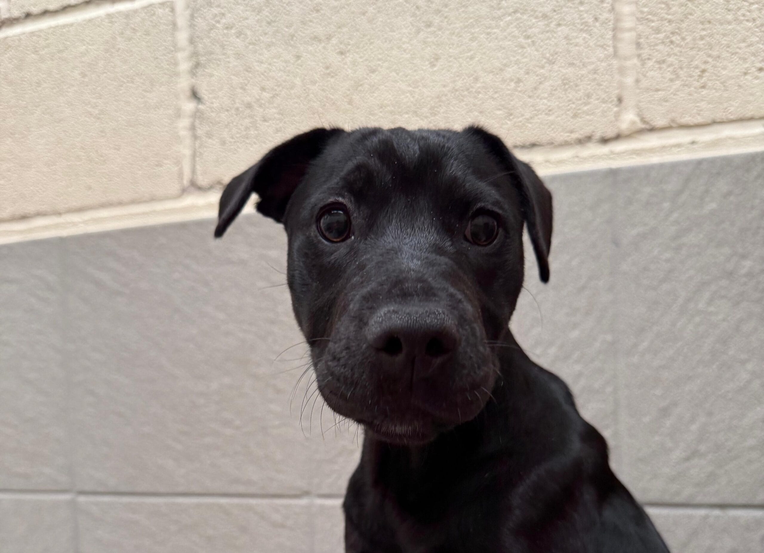 Hattie - Manchester & Cheshire Dogs Home