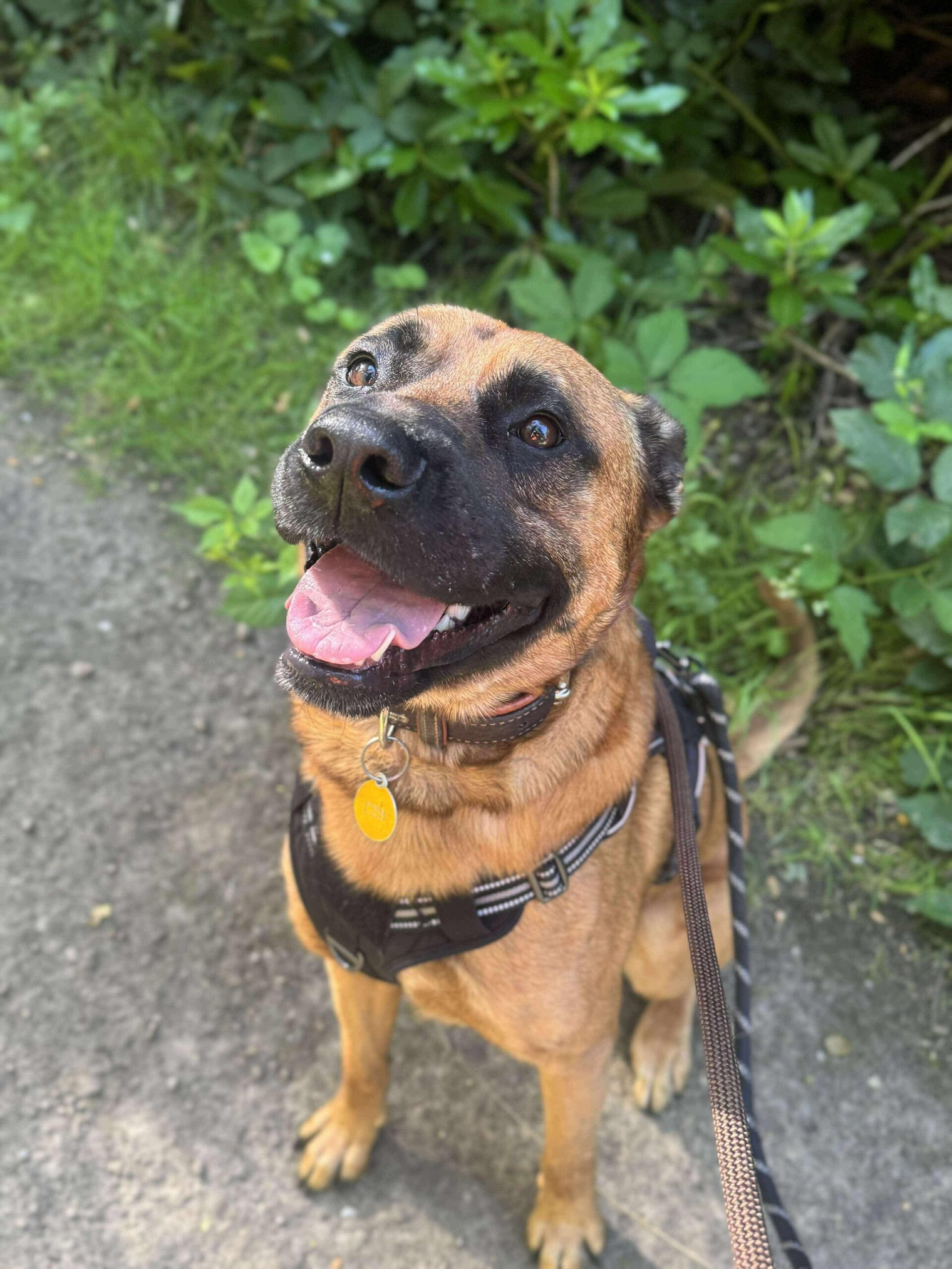 Leonard - Manchester & Cheshire Dogs Home