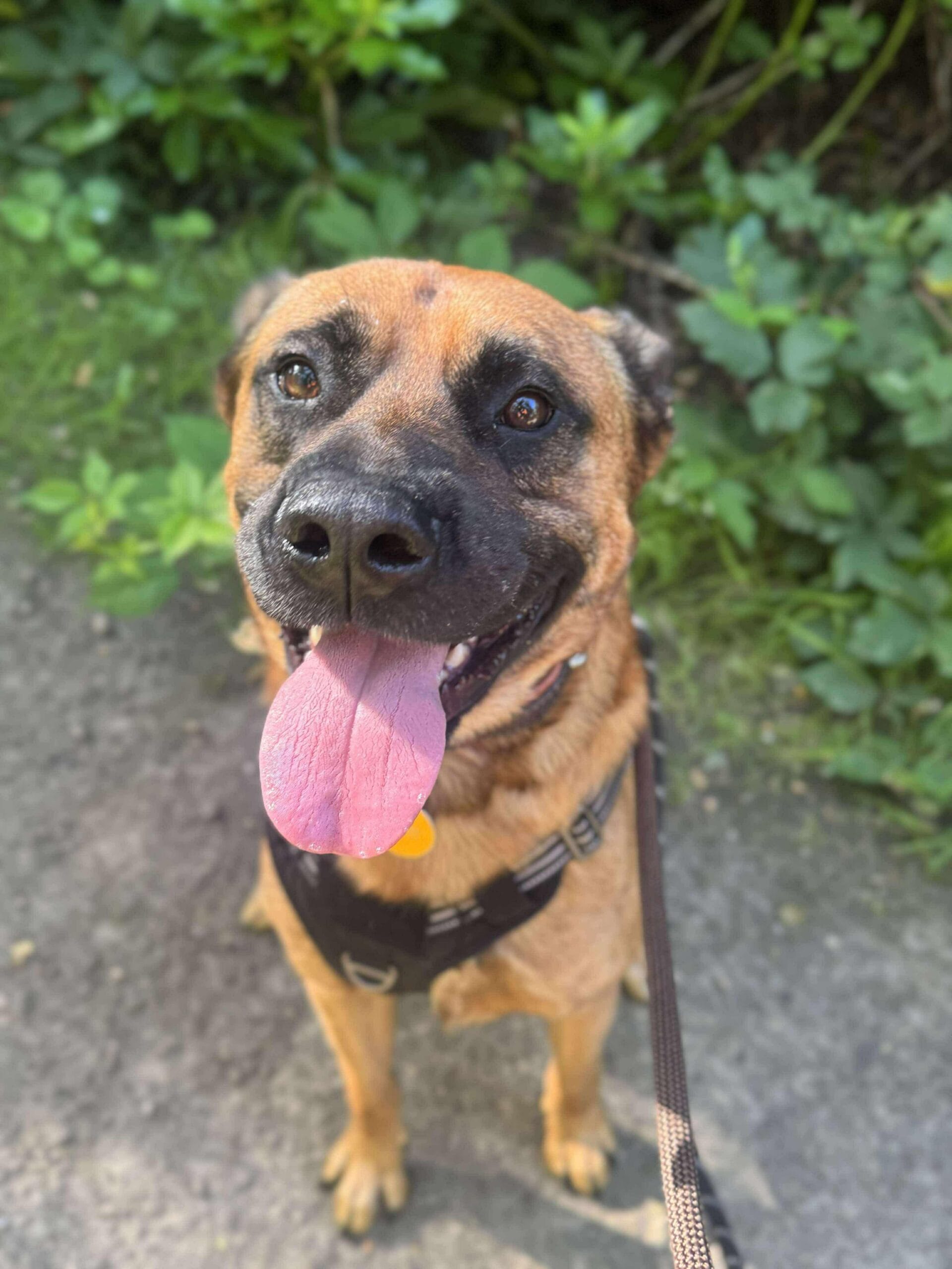 Leonard - Manchester & Cheshire Dogs Home