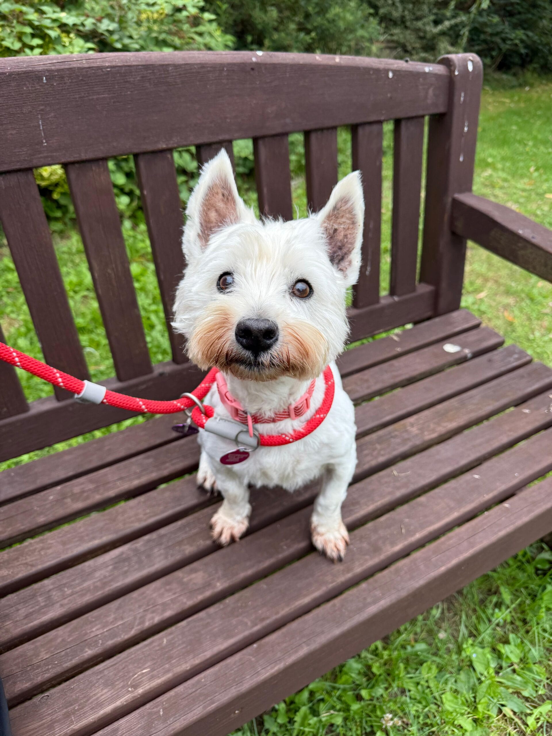 Poppy - Manchester & Cheshire Dogs Home