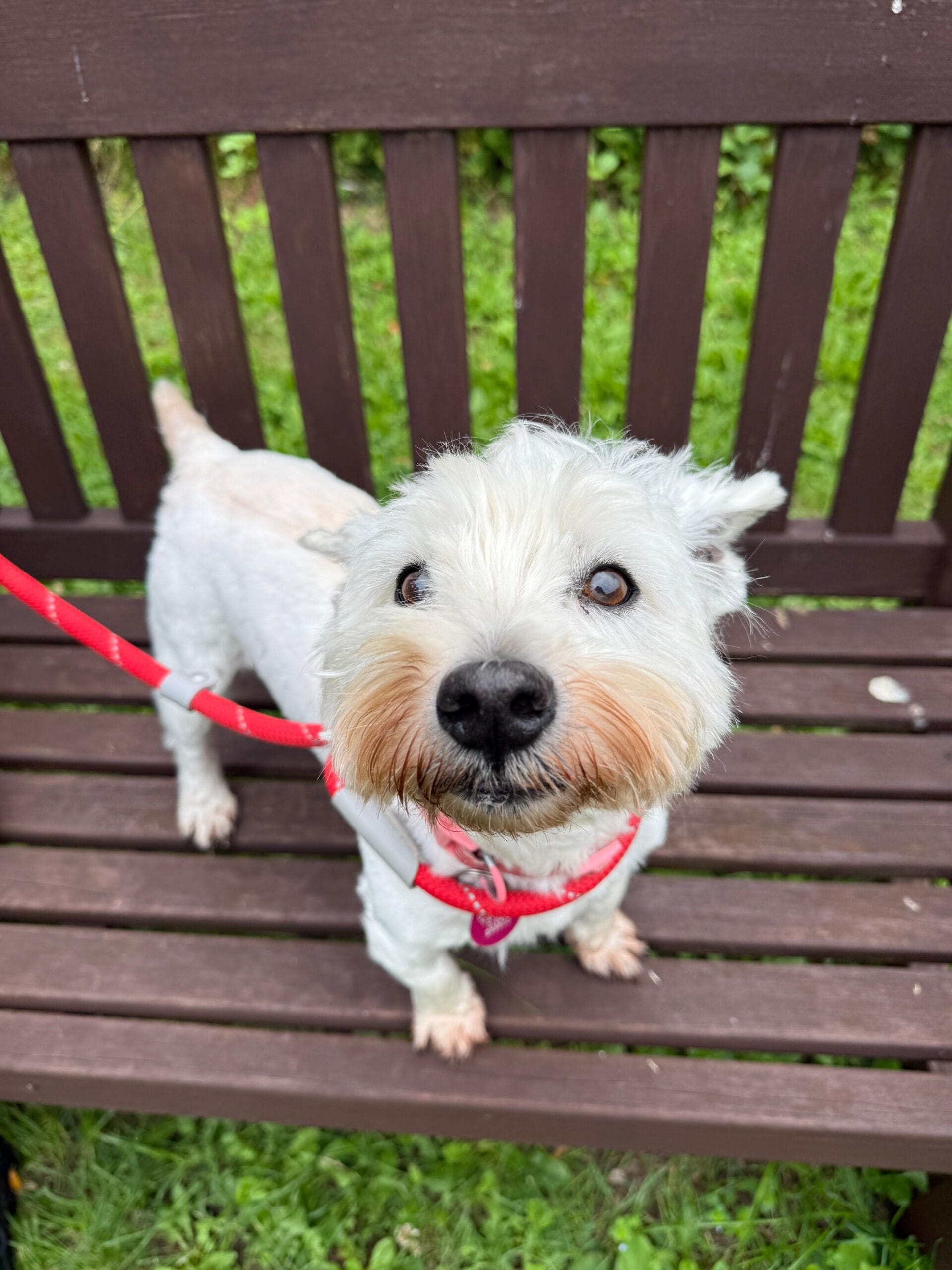 Poppy - Manchester & Cheshire Dogs Home