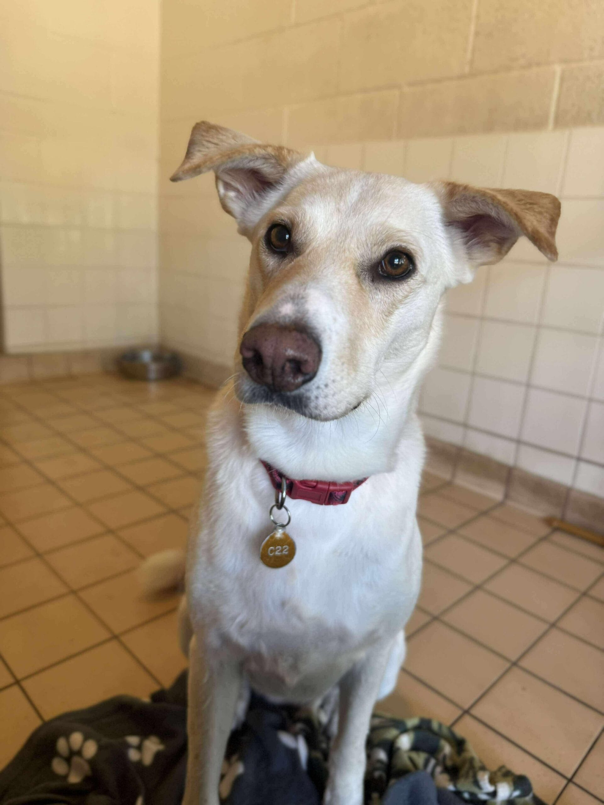 Willow - Manchester & Cheshire Dogs Home