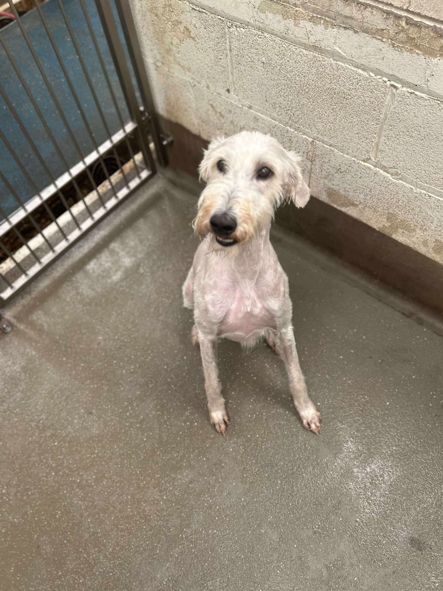 Piper - Manchester & Cheshire Dogs Home