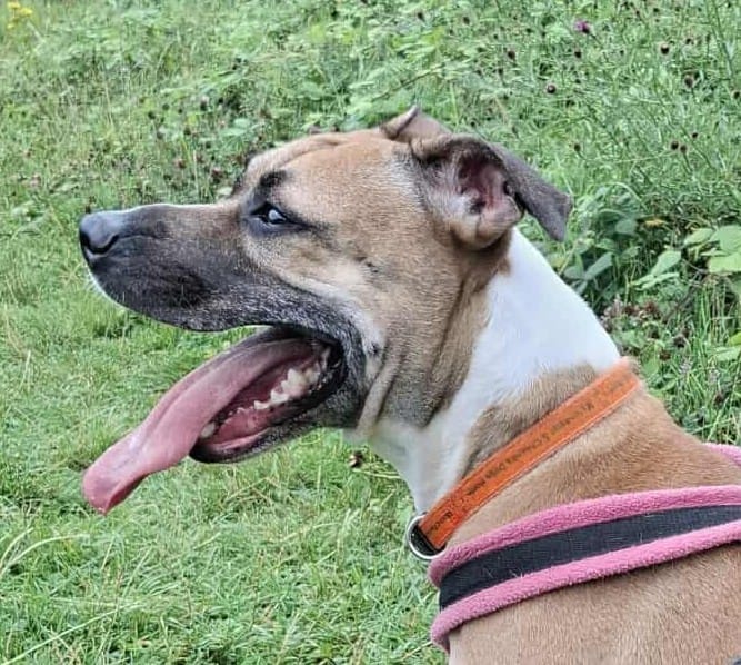 Bonny - Manchester & Cheshire Dogs Home