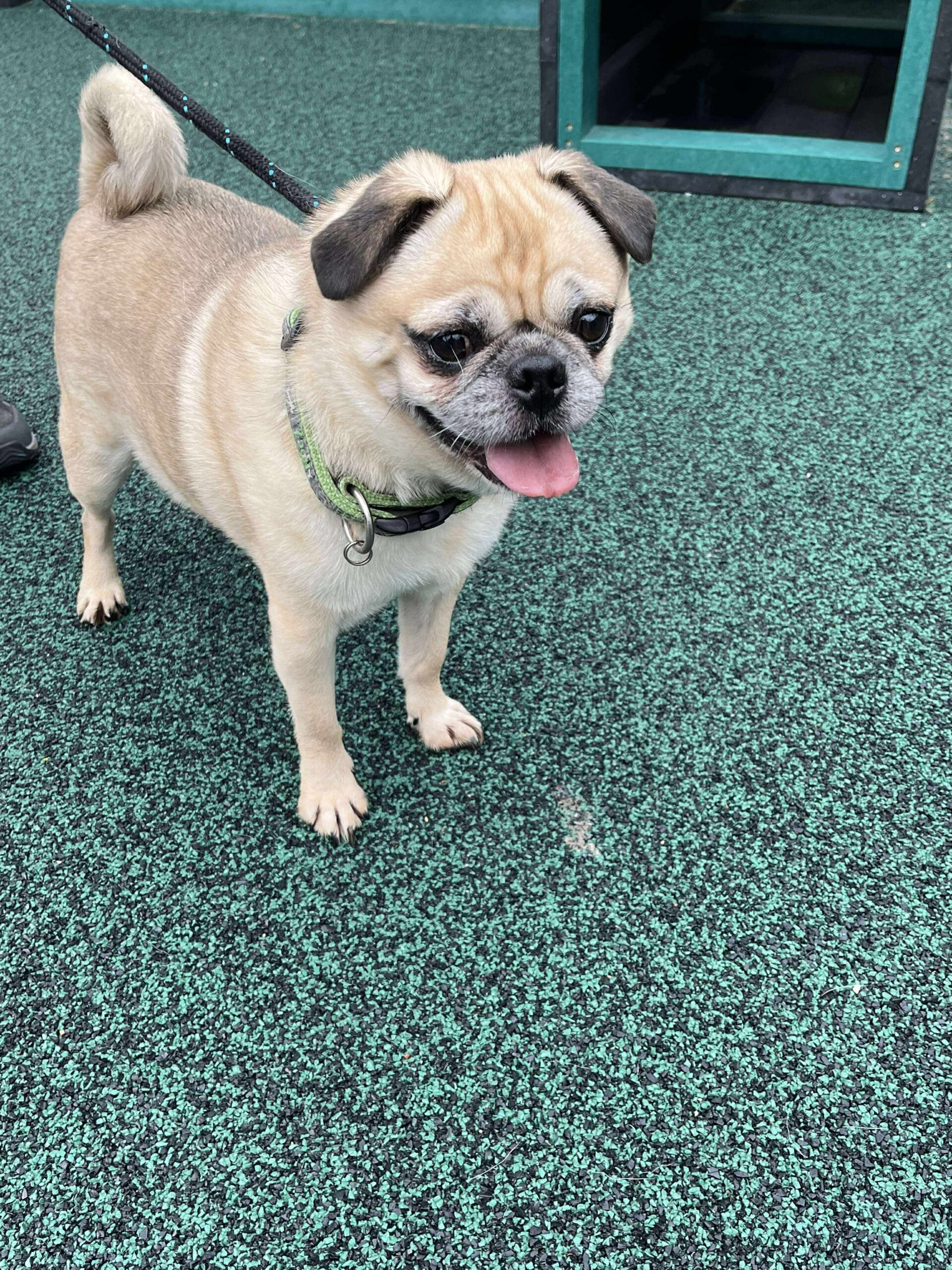 Bumble - Manchester & Cheshire Dogs Home