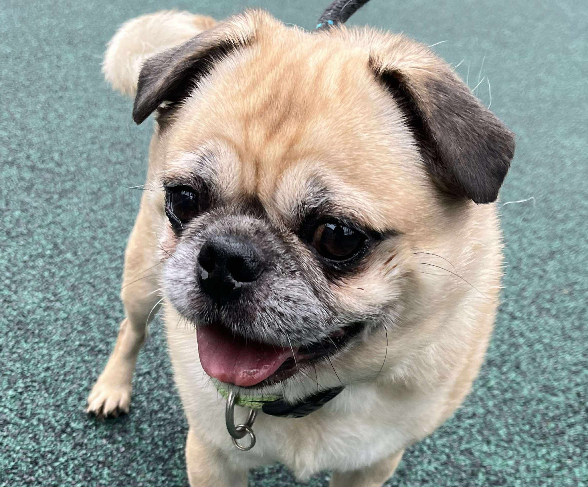 Bumble - Manchester & Cheshire Dogs Home