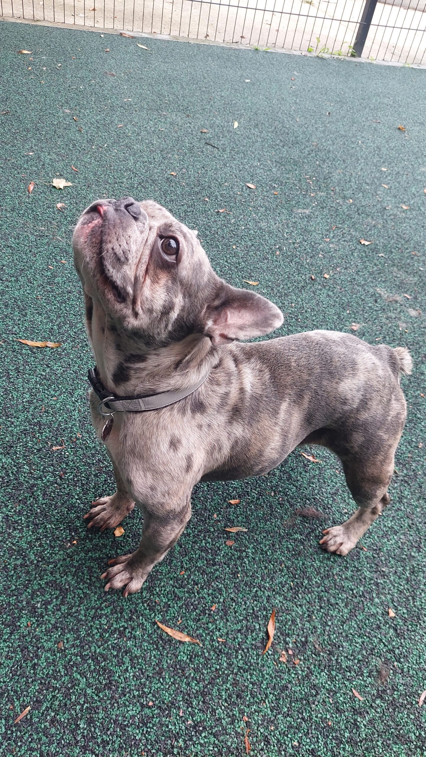 Zuma - Manchester & Cheshire Dogs Home