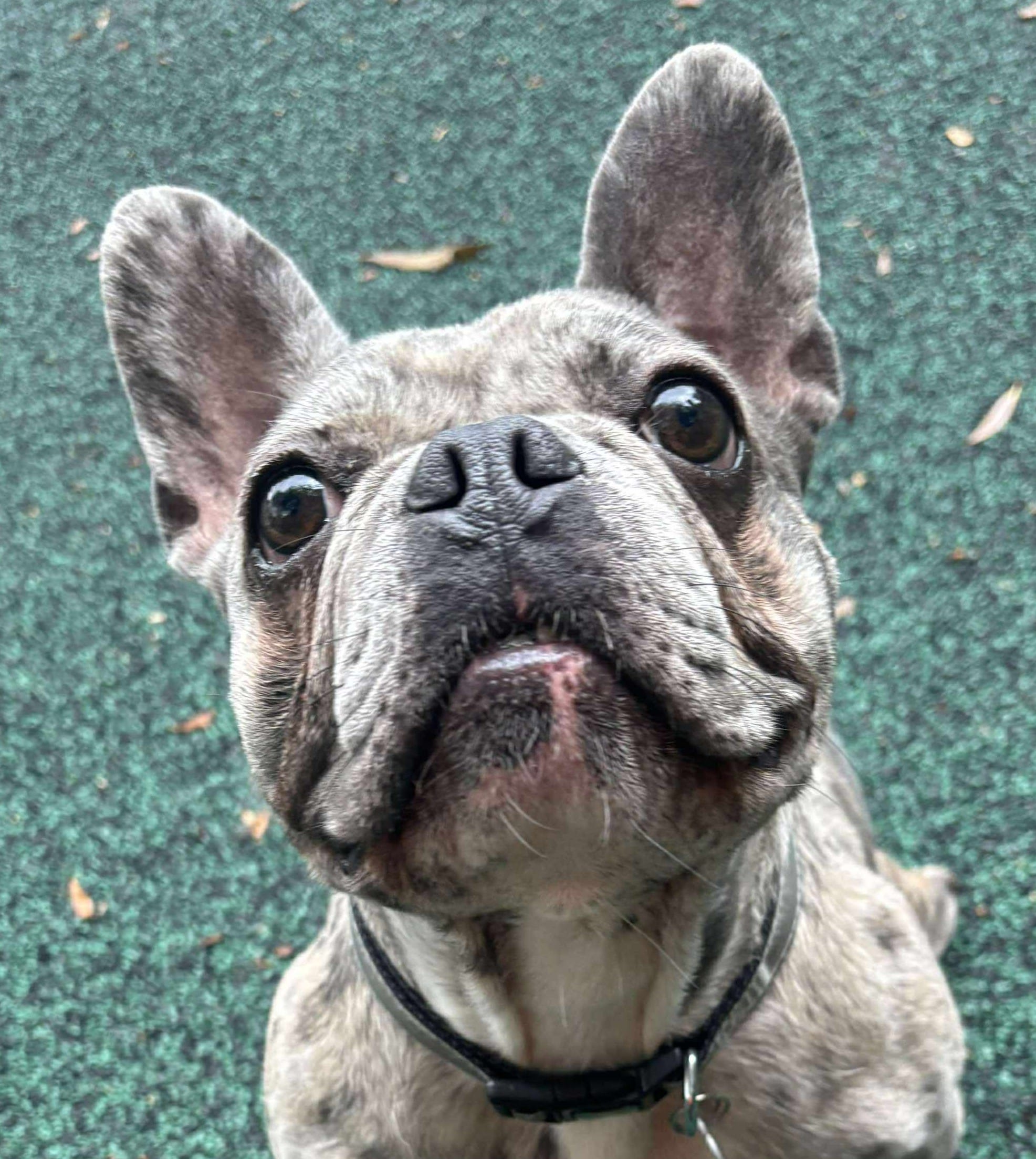 Zuma - Manchester & Cheshire Dogs Home