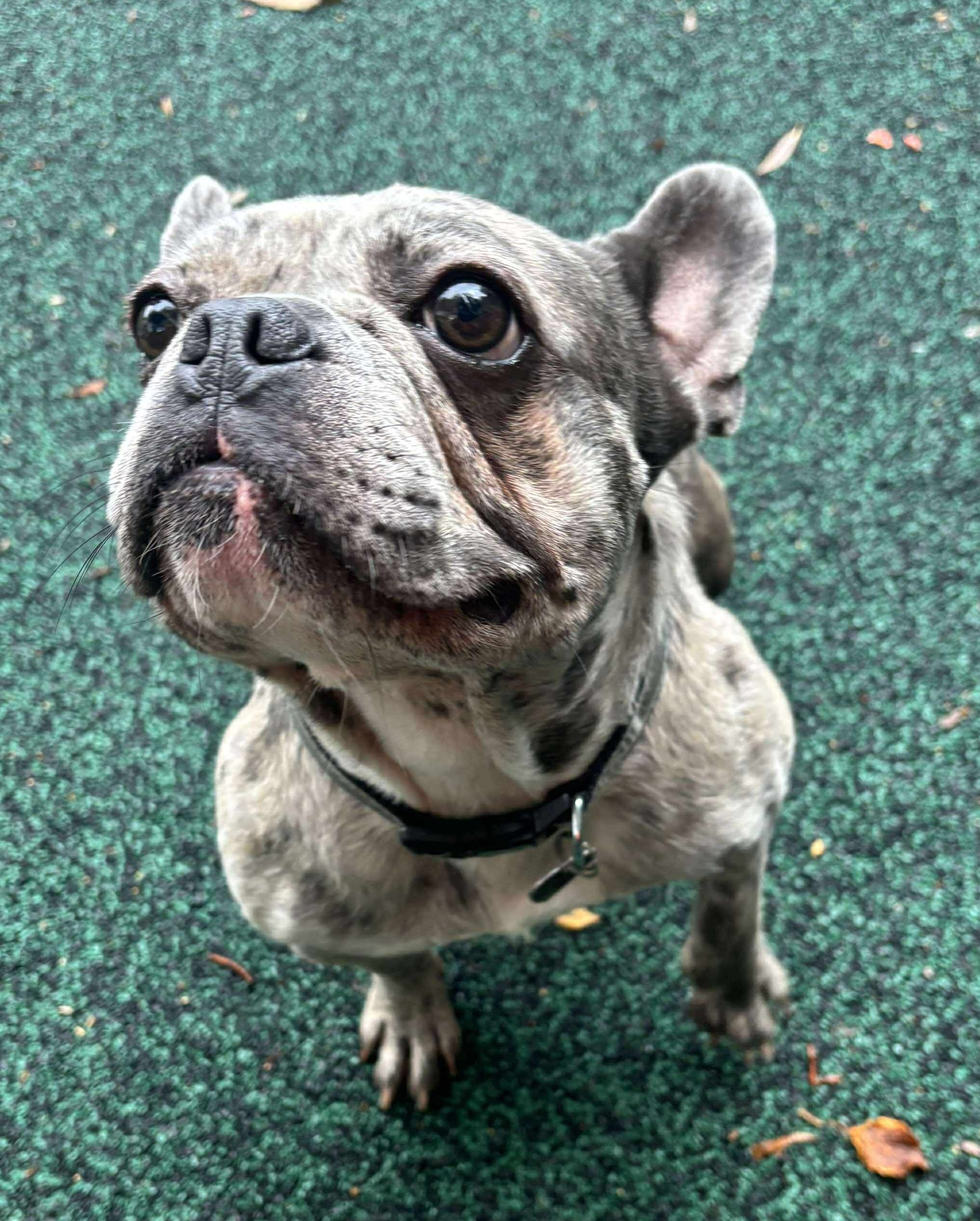 Zuma - Manchester & Cheshire Dogs Home