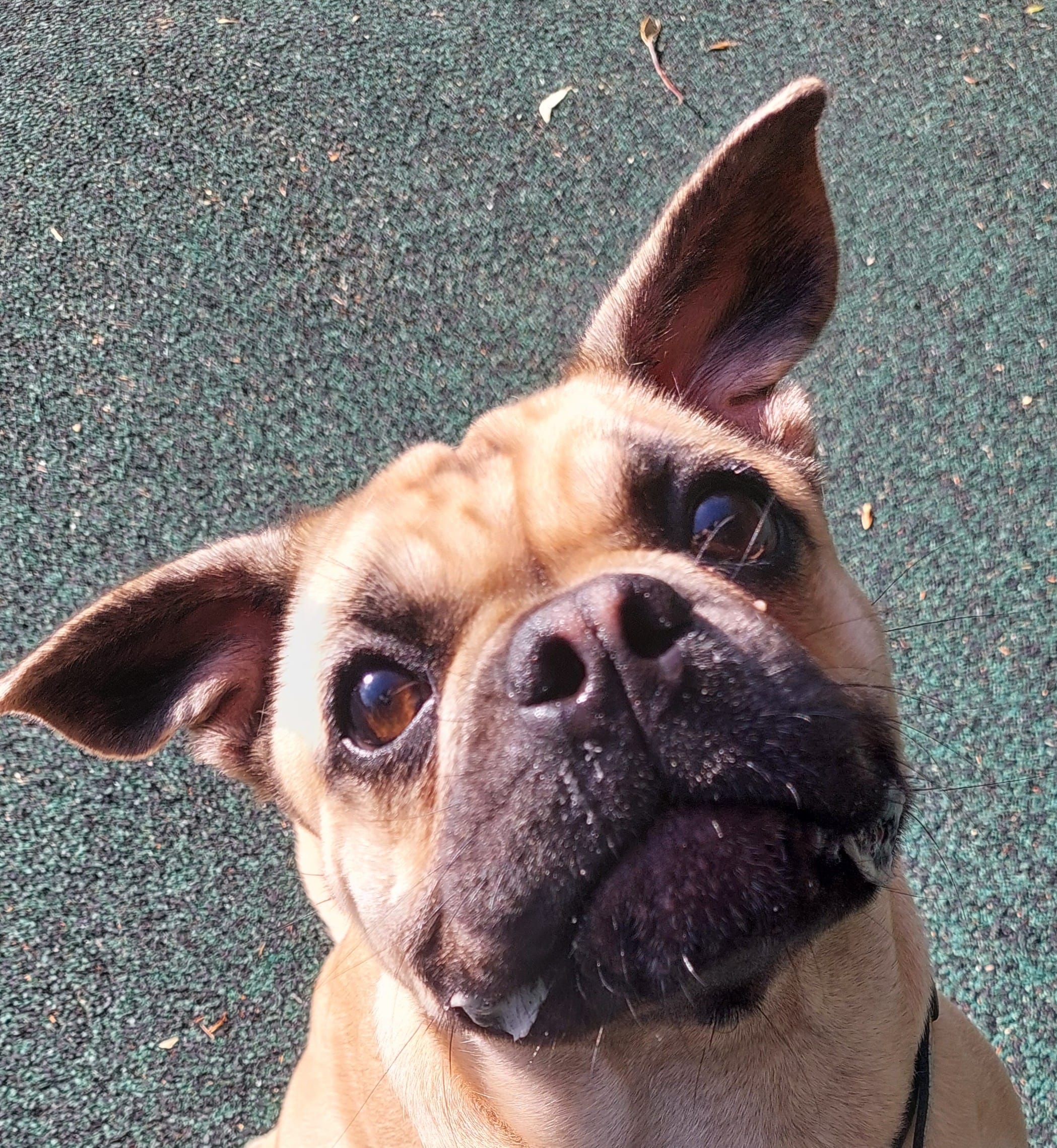 James - Manchester & Cheshire Dogs Home