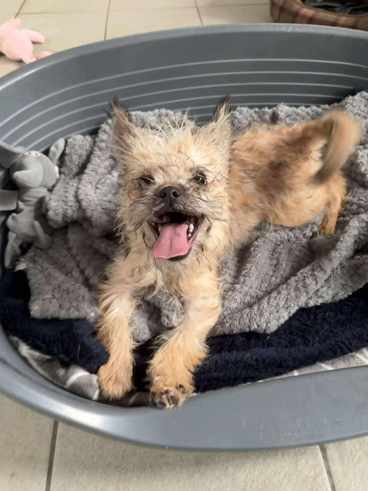 Courtney - Manchester & Cheshire Dogs Home