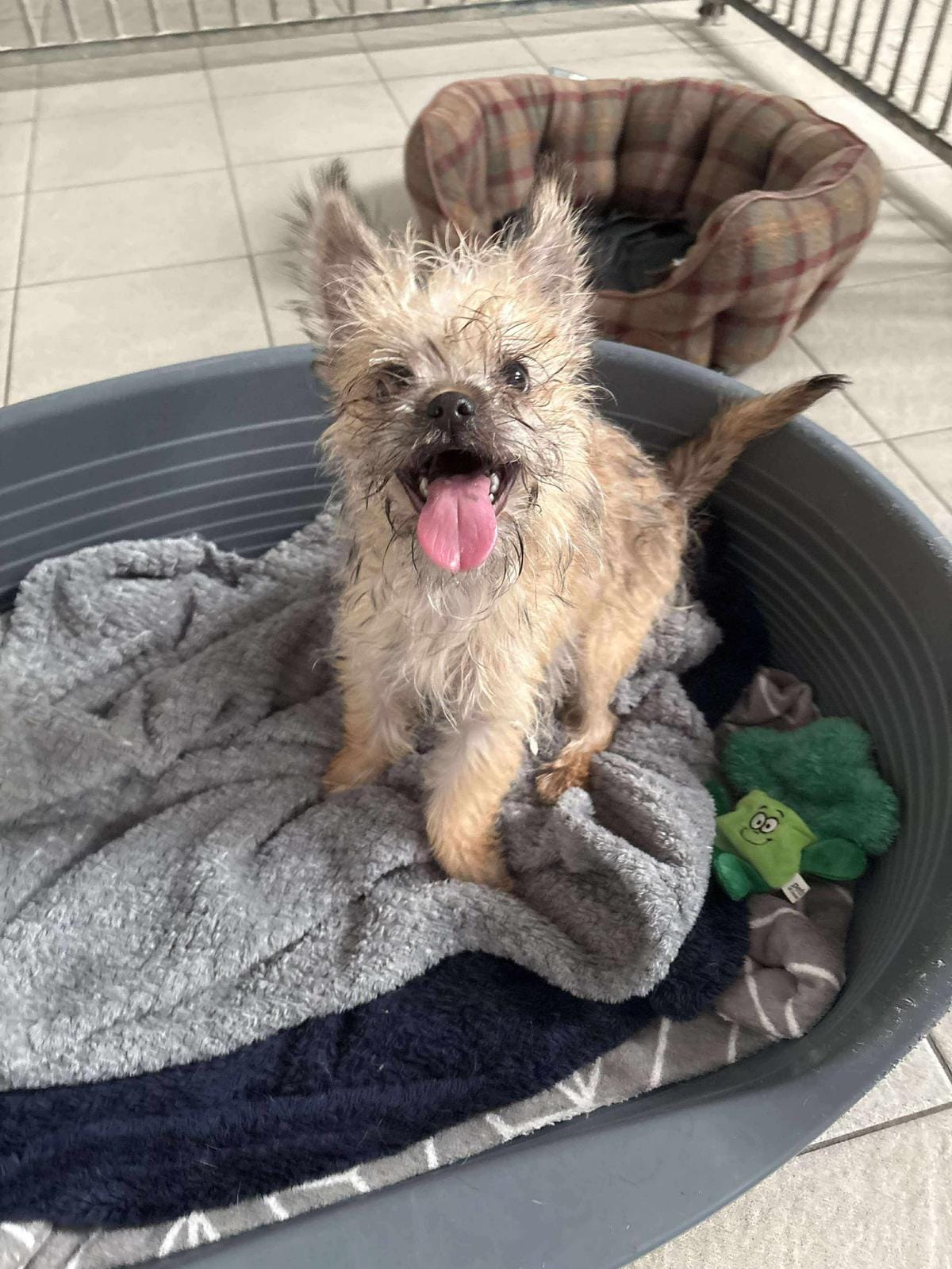 Courtney - Manchester & Cheshire Dogs Home