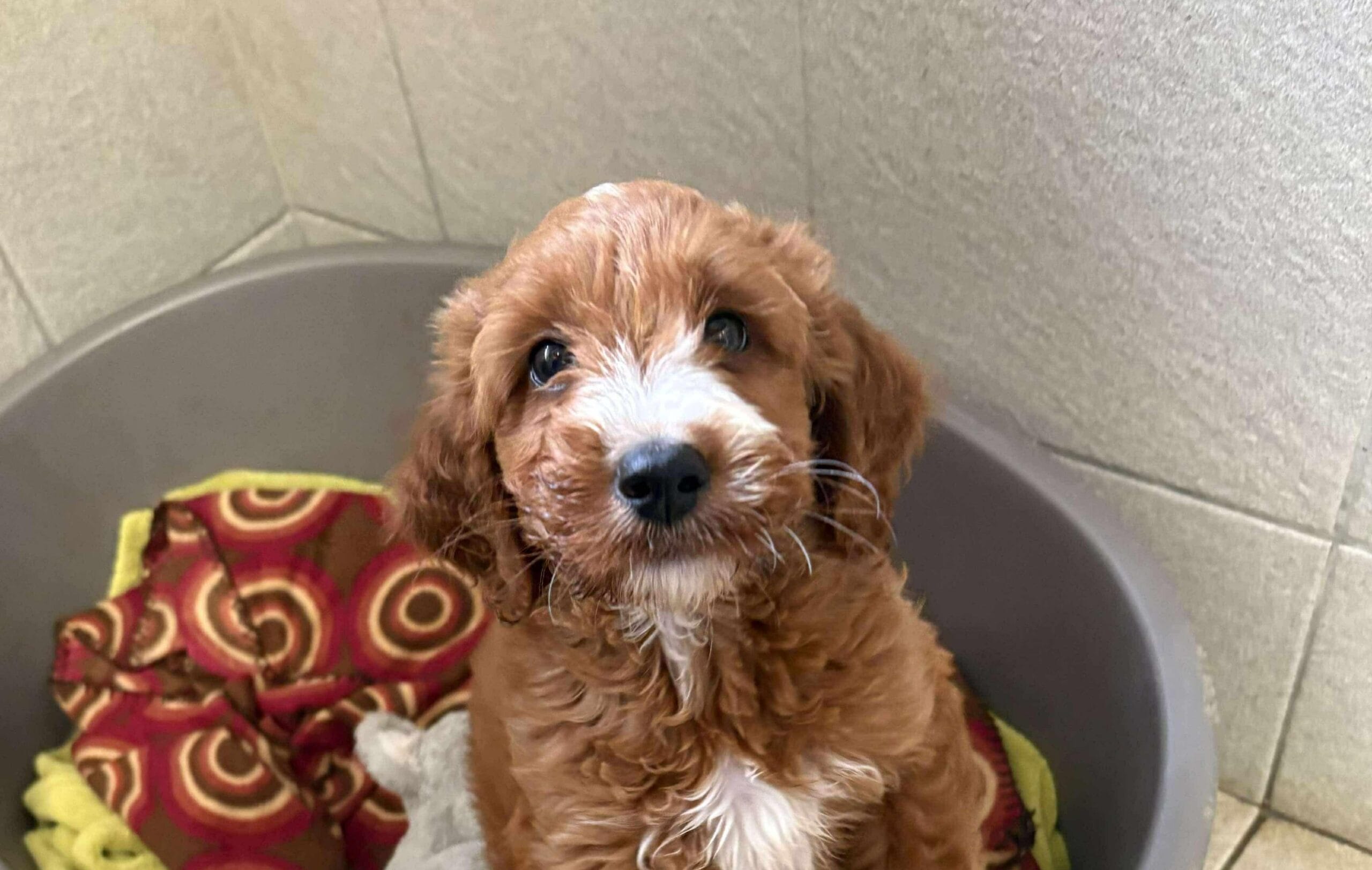 Lennie - Manchester & Cheshire Dogs Home
